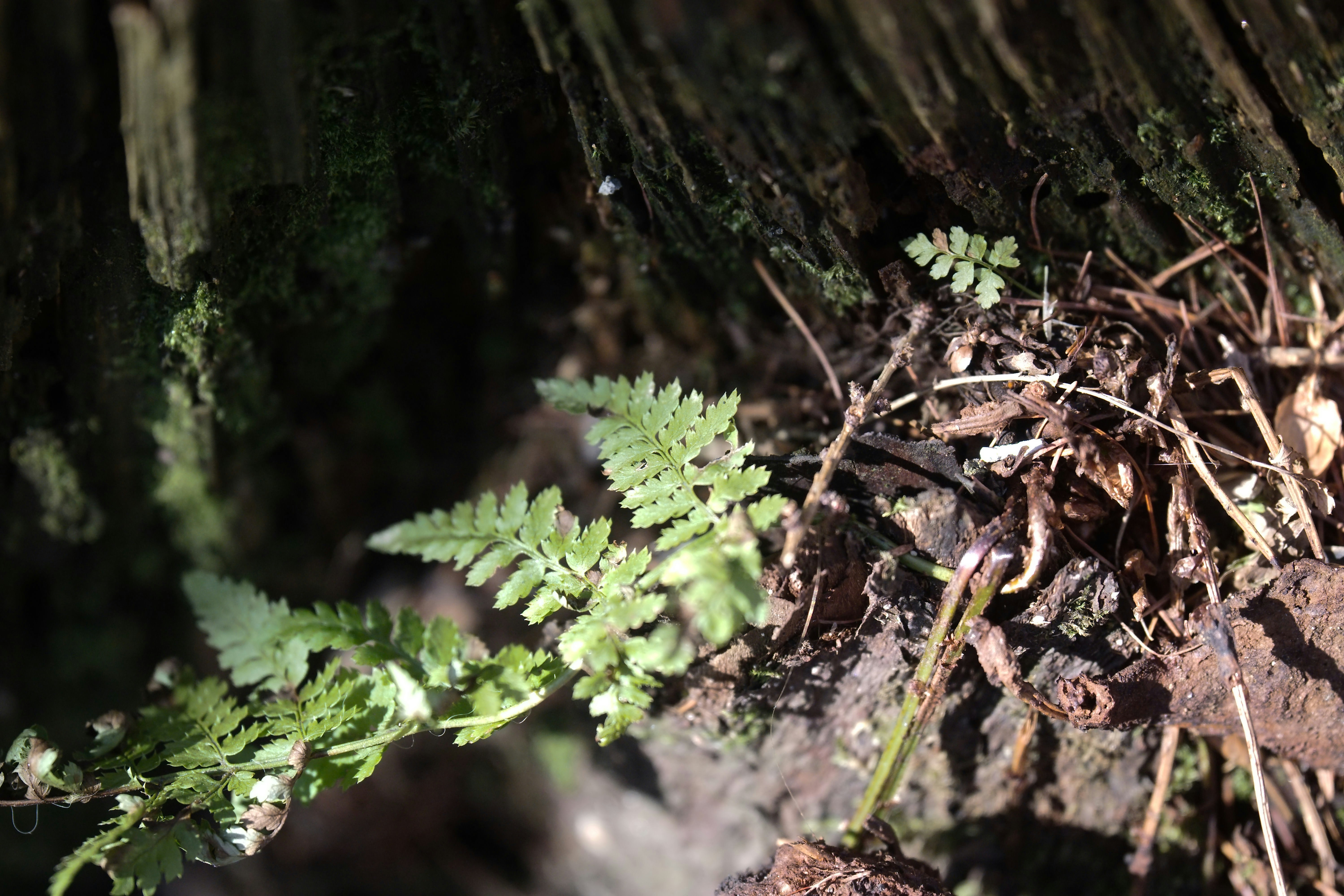 Fern Sprout at the Edge of a Mossy Crevice