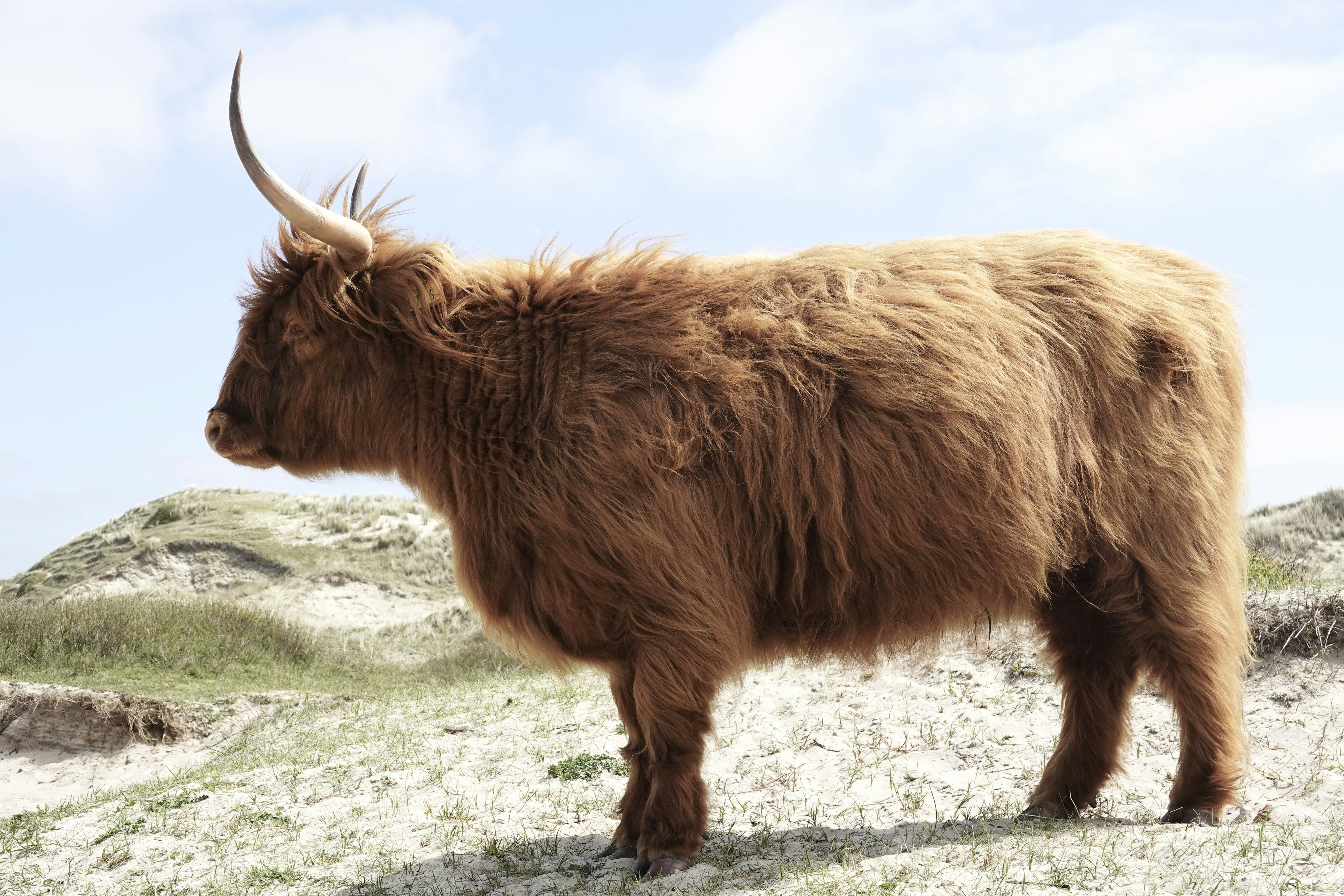 Horned Sentinel on a Sunlit Ridge