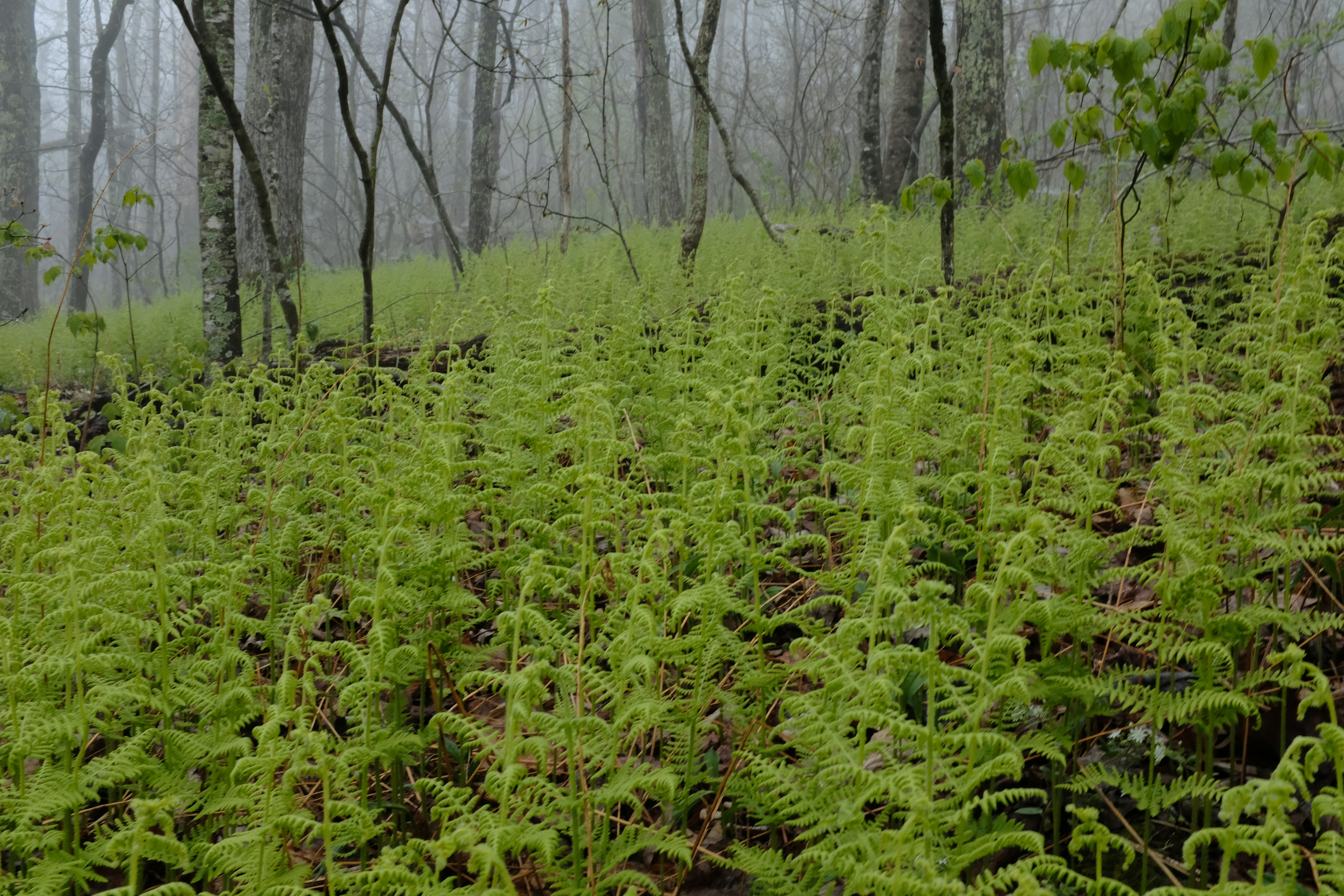 Emerald Fern Field Beneath Misty Woodland Edge