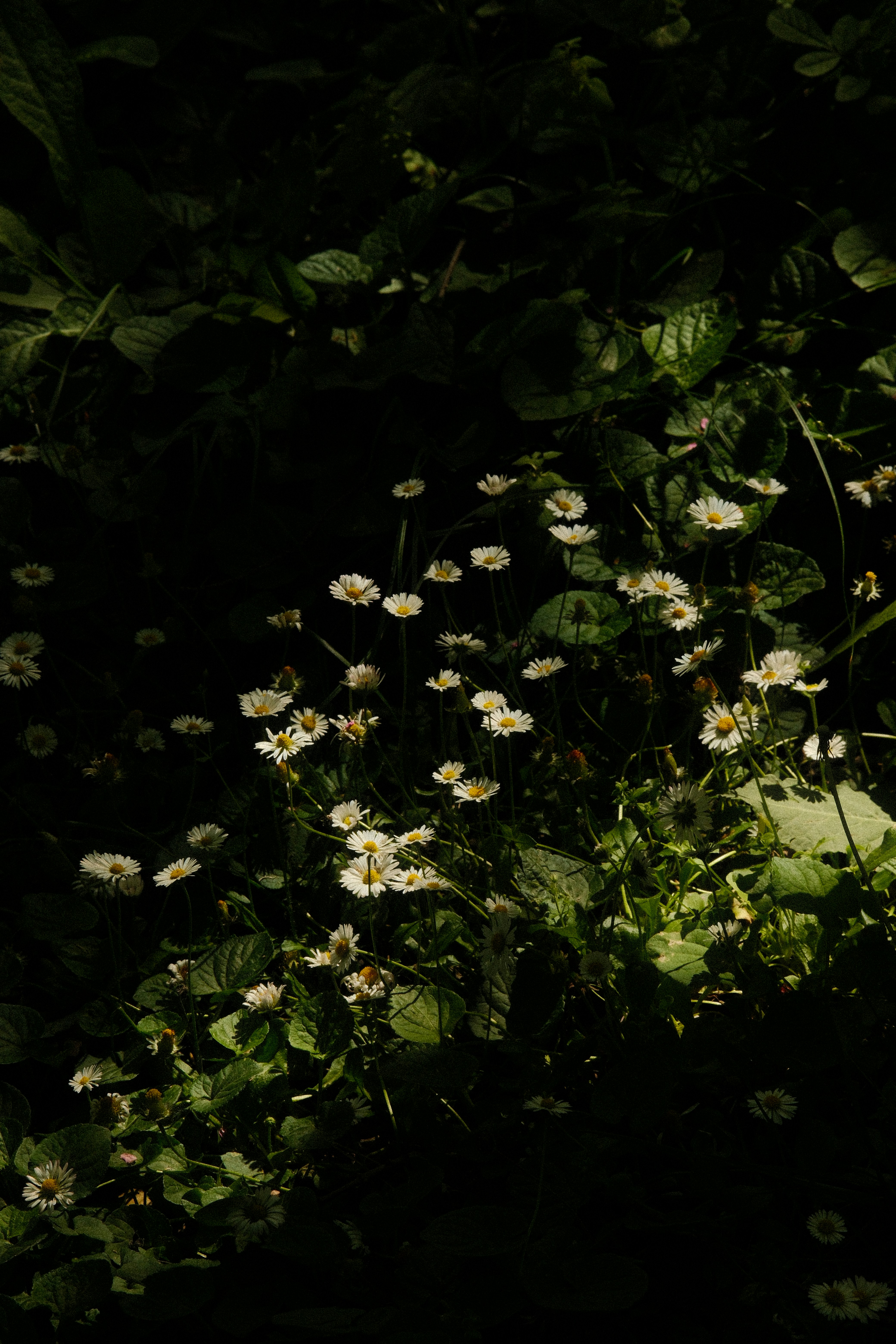 Moonlit Meadow: Daisies Amid Shadowed Foliage