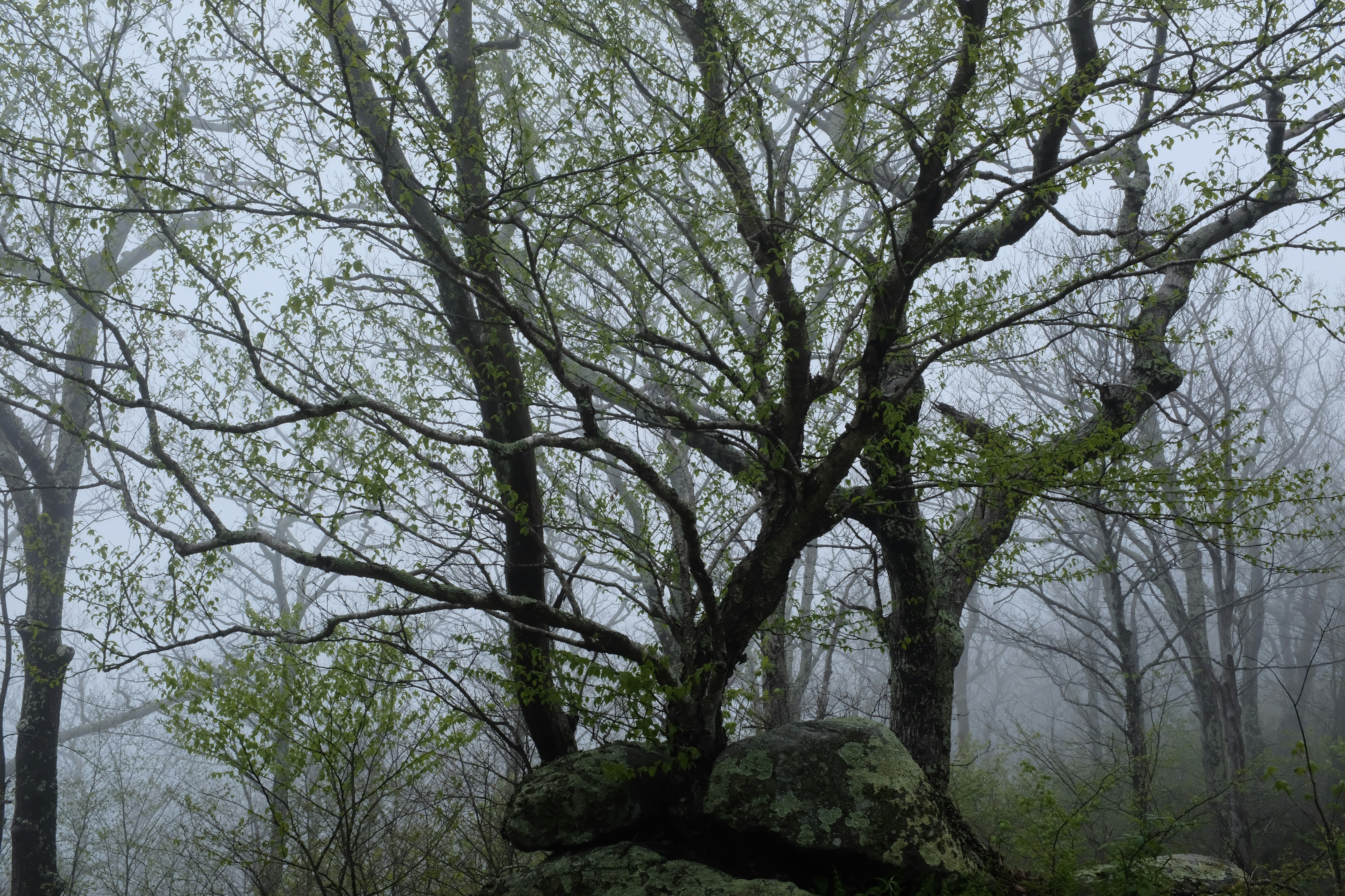 Mist-Shrouded Sentinel: A Quiet Forest Crowned by a Mossy Rock