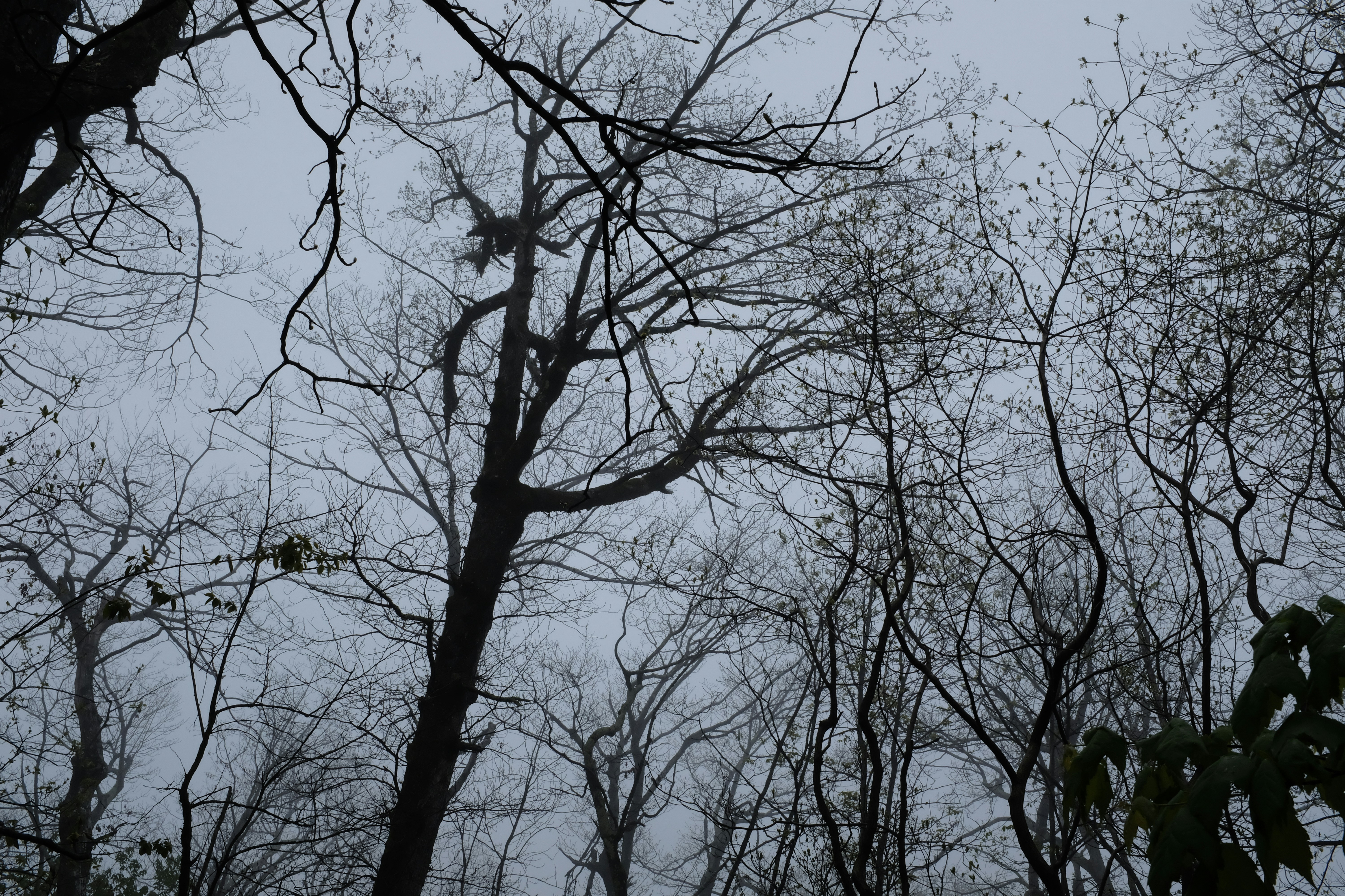 Overcast Canopy: A Tangle of Winter Branches Reaching Skyward