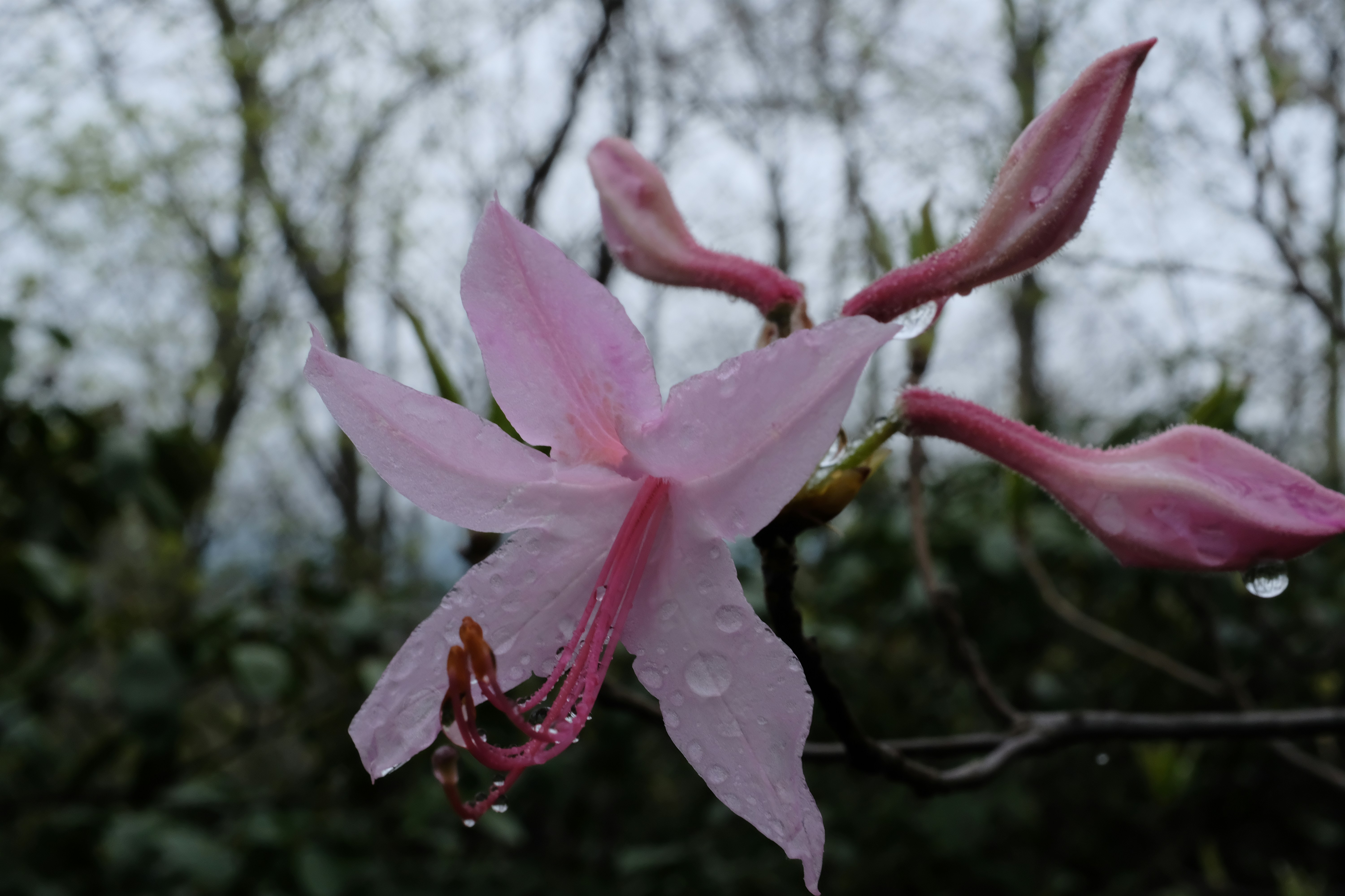 Blossom in Focus: A Pink Magnolia Pouring Dew