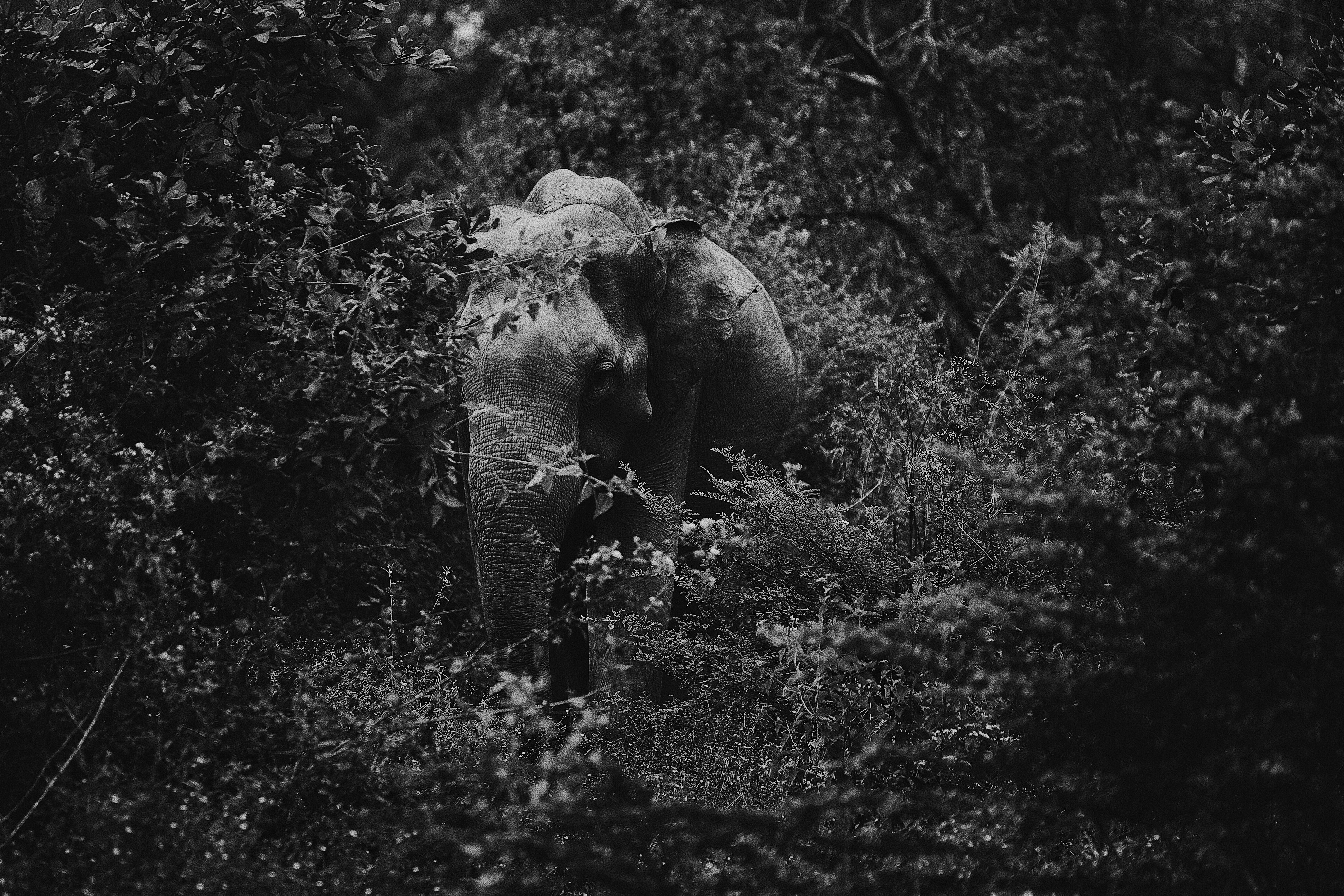Whispering Giants in the Ferns