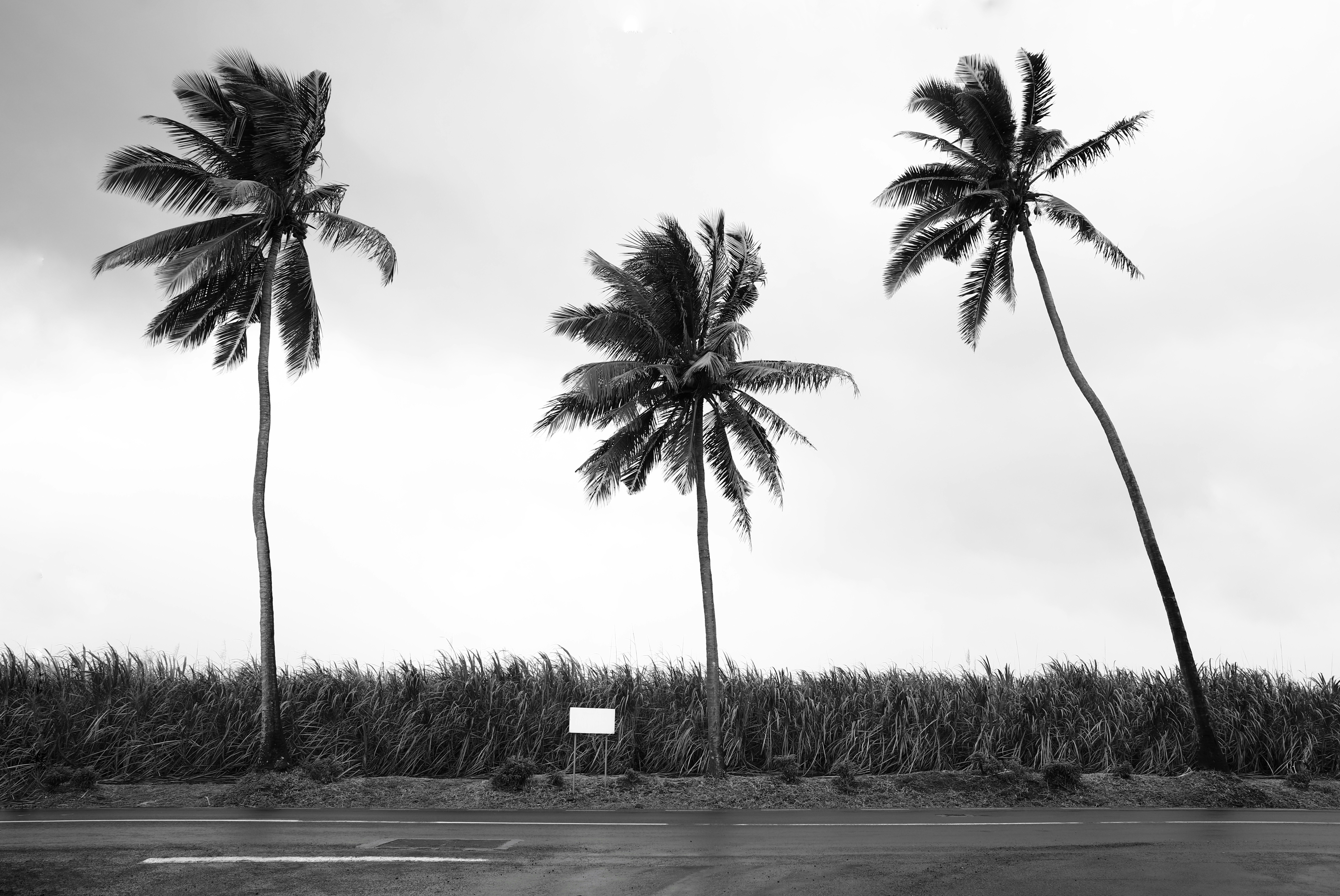 Three Windswept Palms Over a Low Horizon