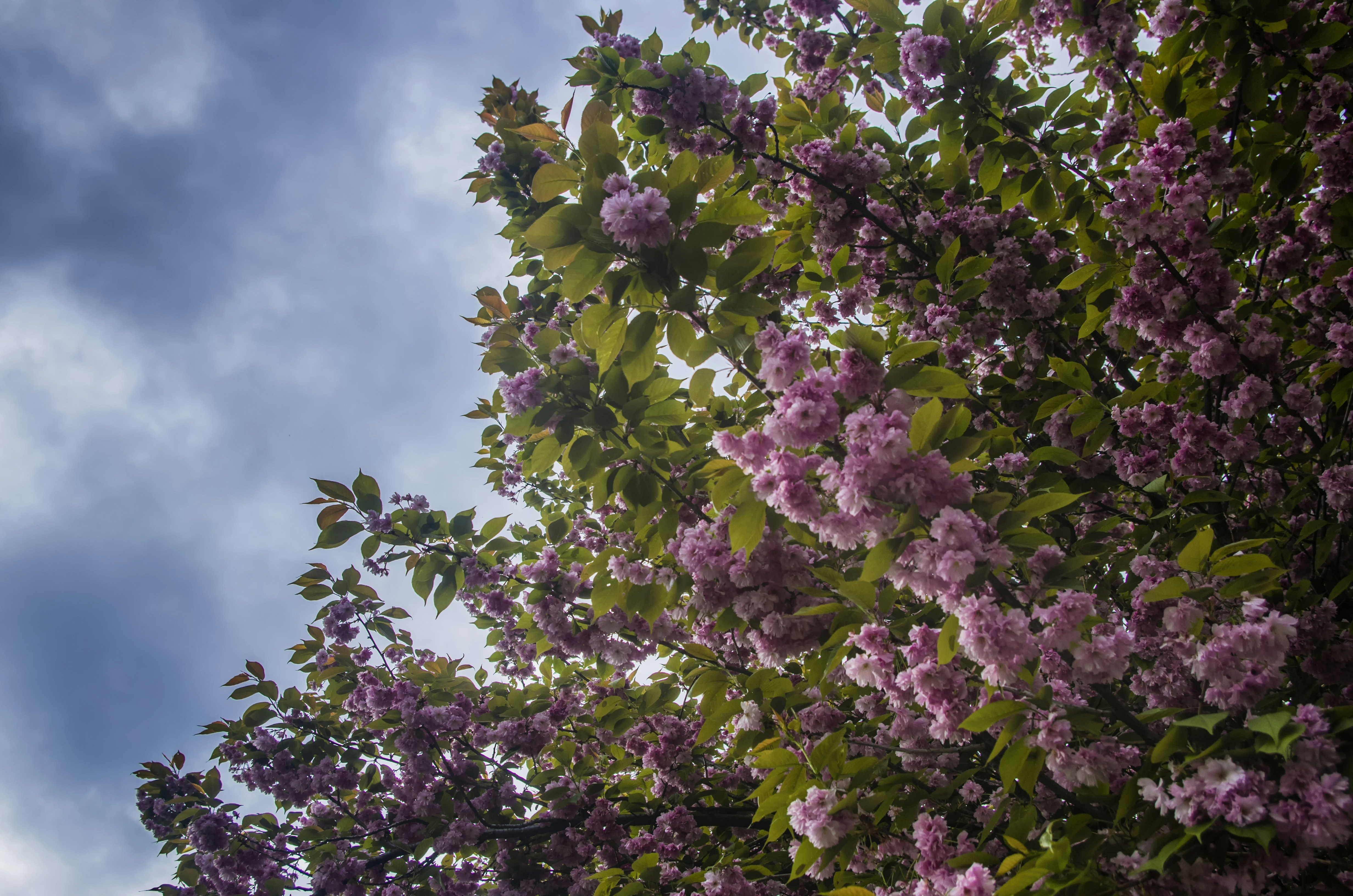 Blossoms Reaching Toward the Sky
