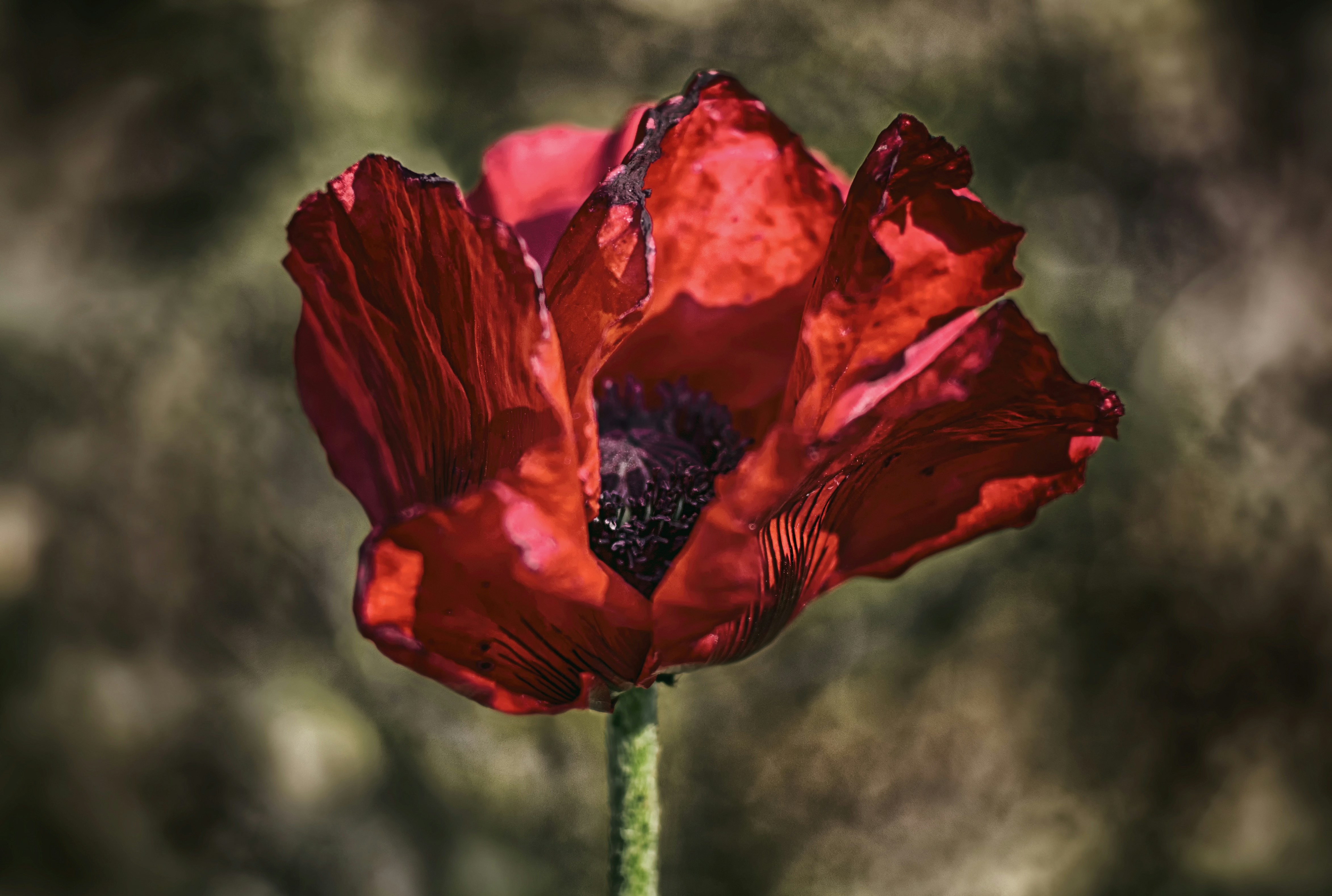Crimson Bloom in Focus: A Poppy Against a Blurred Field