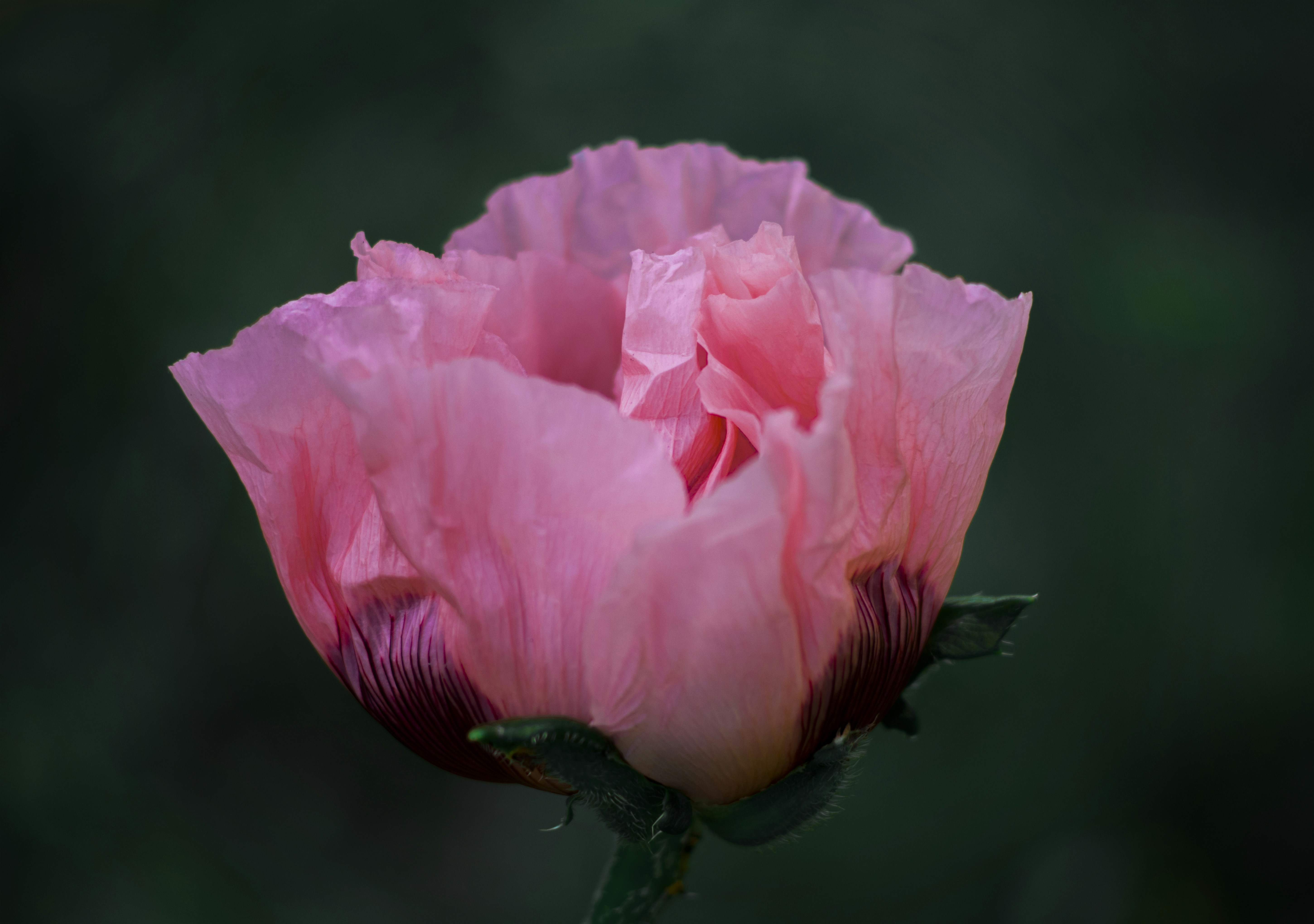 New Rosebud in Focus: Soft Pink Petals Against a Dark Velvet Backdrop