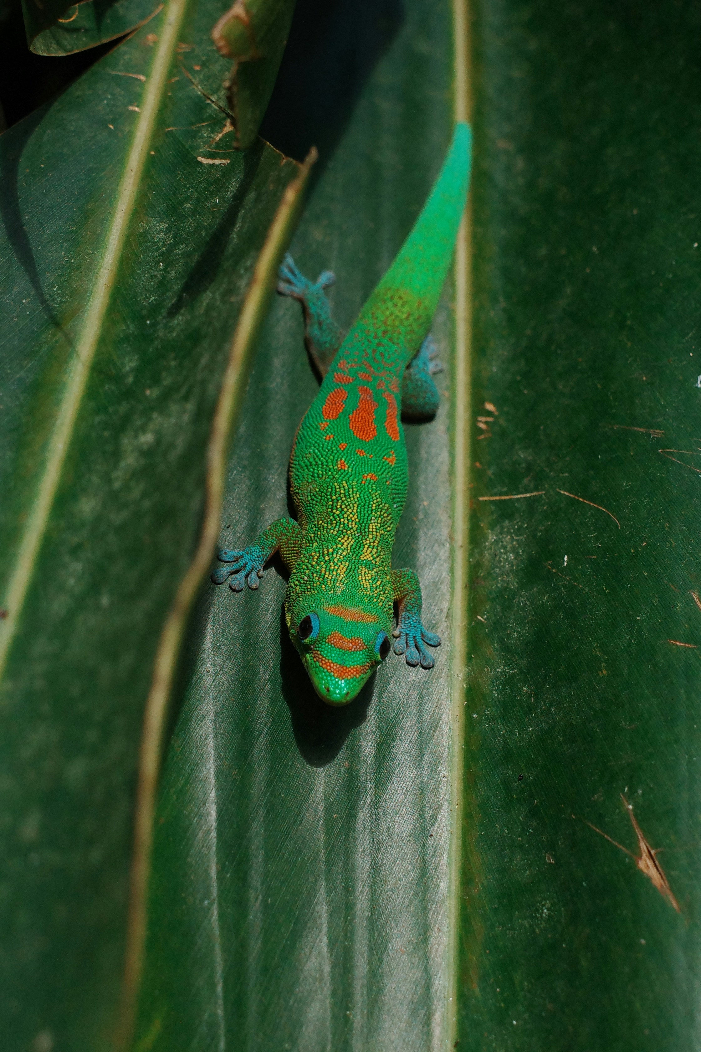 Emerald Gecko on a Green Stage: A Closer Look at Color and Texture