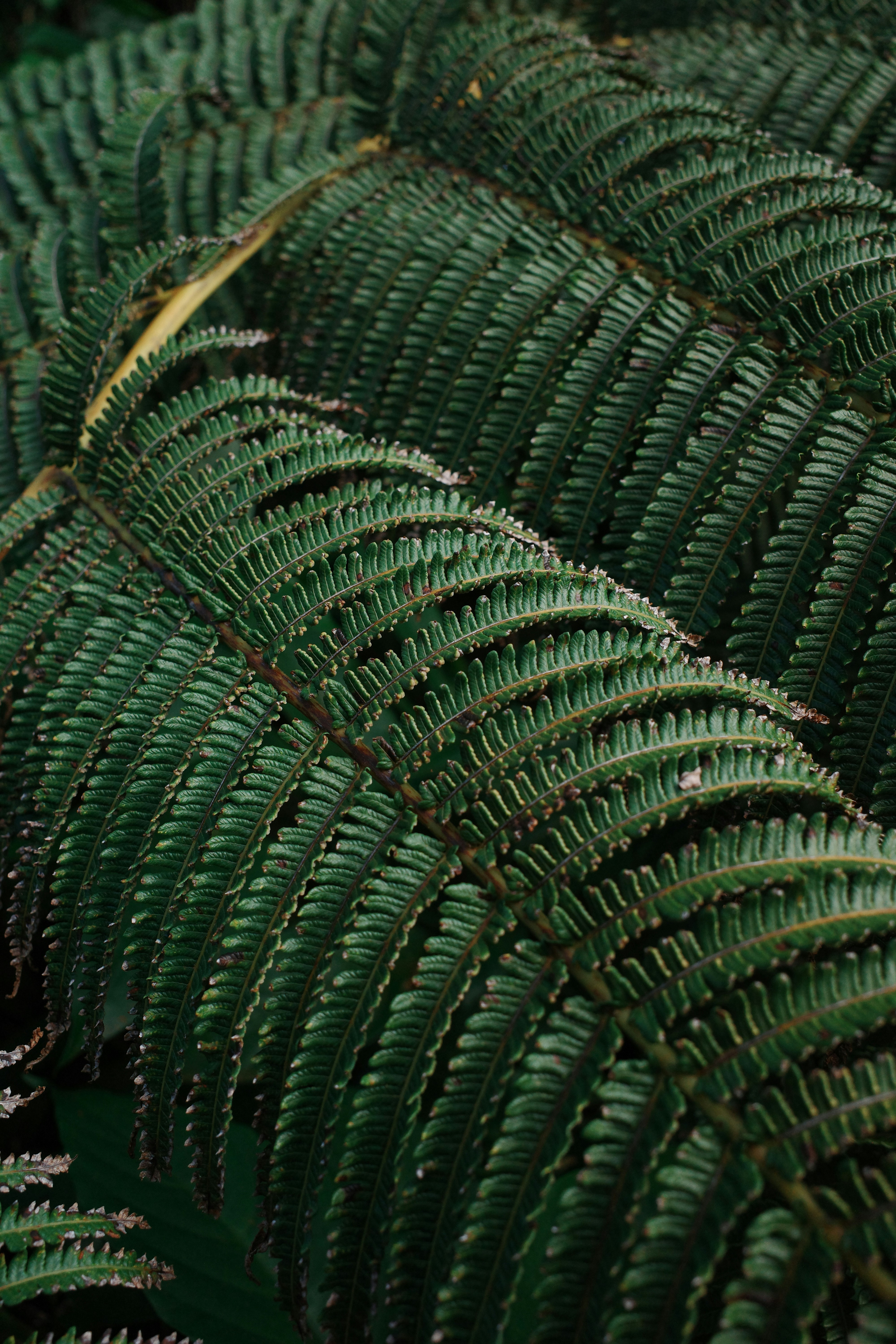Close-up of Fern Fronds: A Textured Tangle of Green Ribs