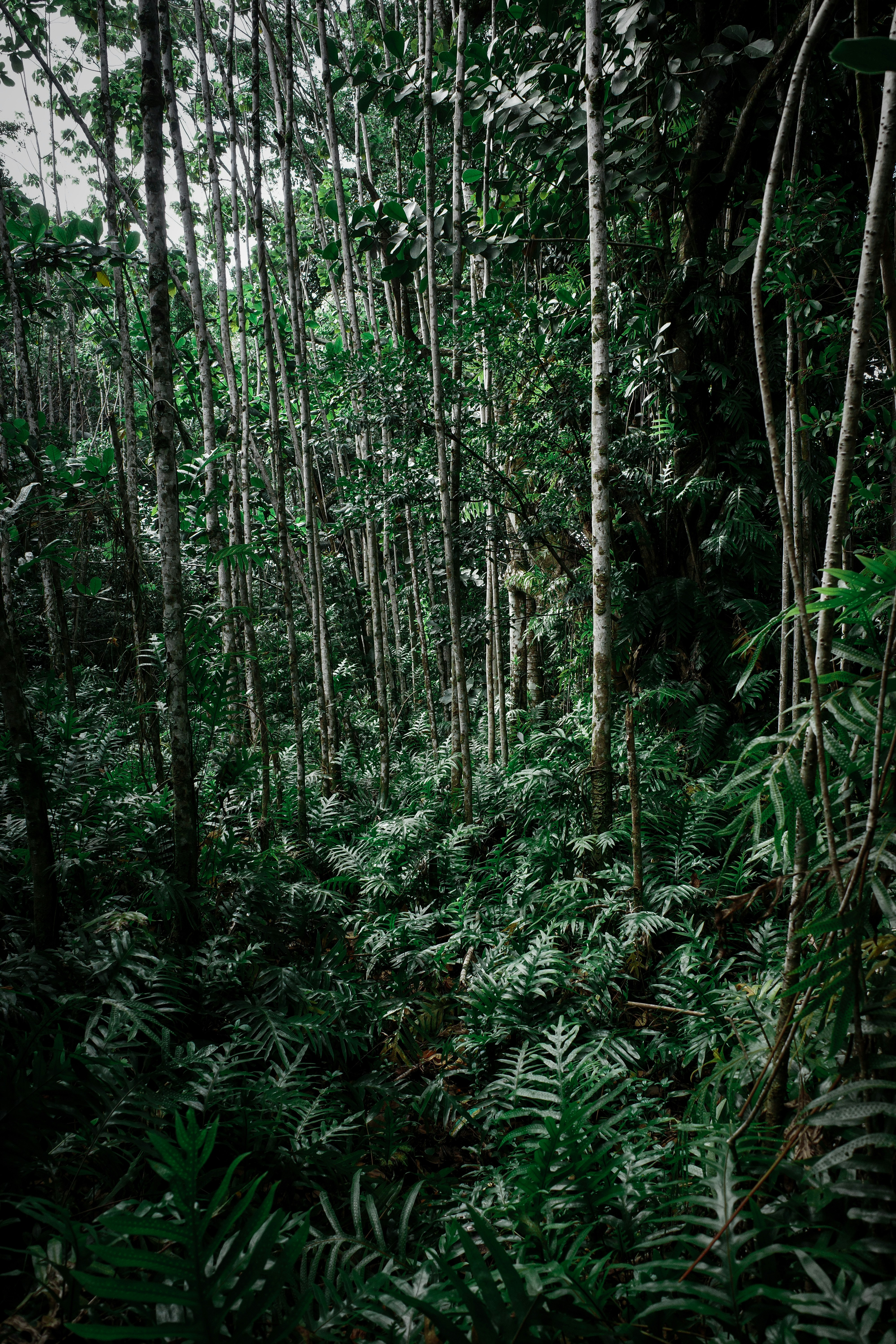 Emerald Corridor: Sunlit Ferns Between Silent Trunks