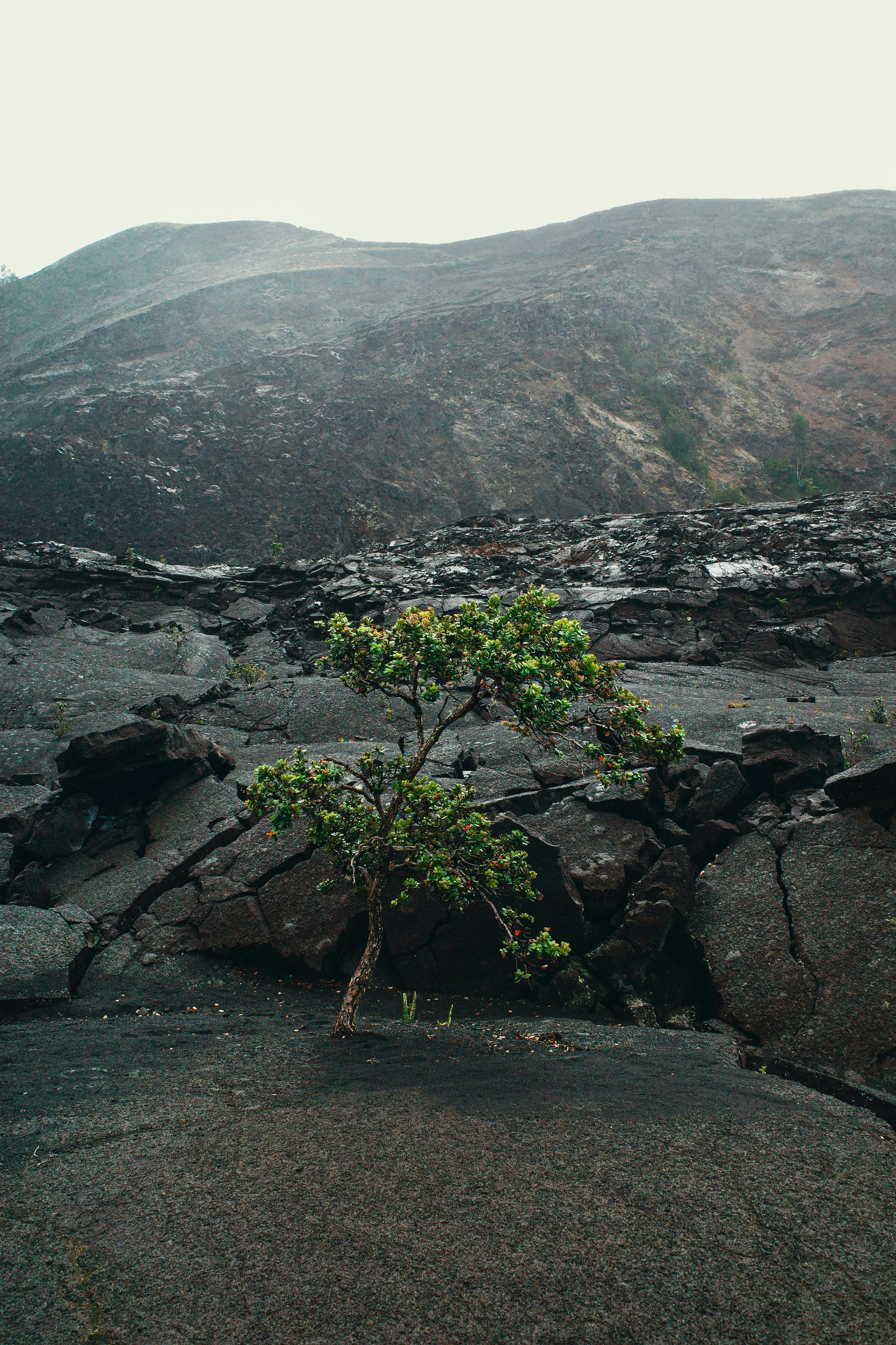 The Lone Green Against the basalt Sea