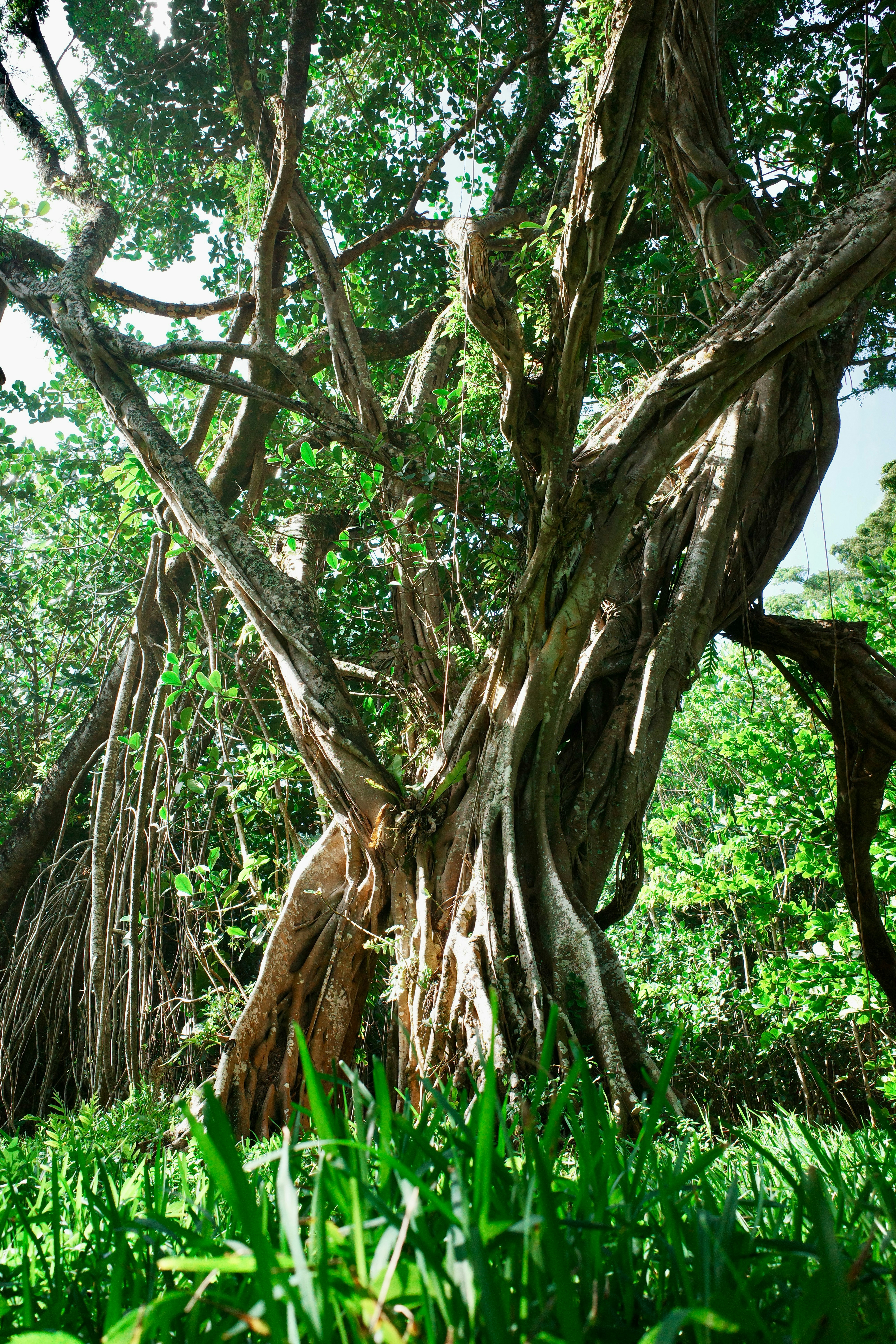 Gnarled Roots and Sunlit Canopy: An Ancient Tree in Quiet Defiance