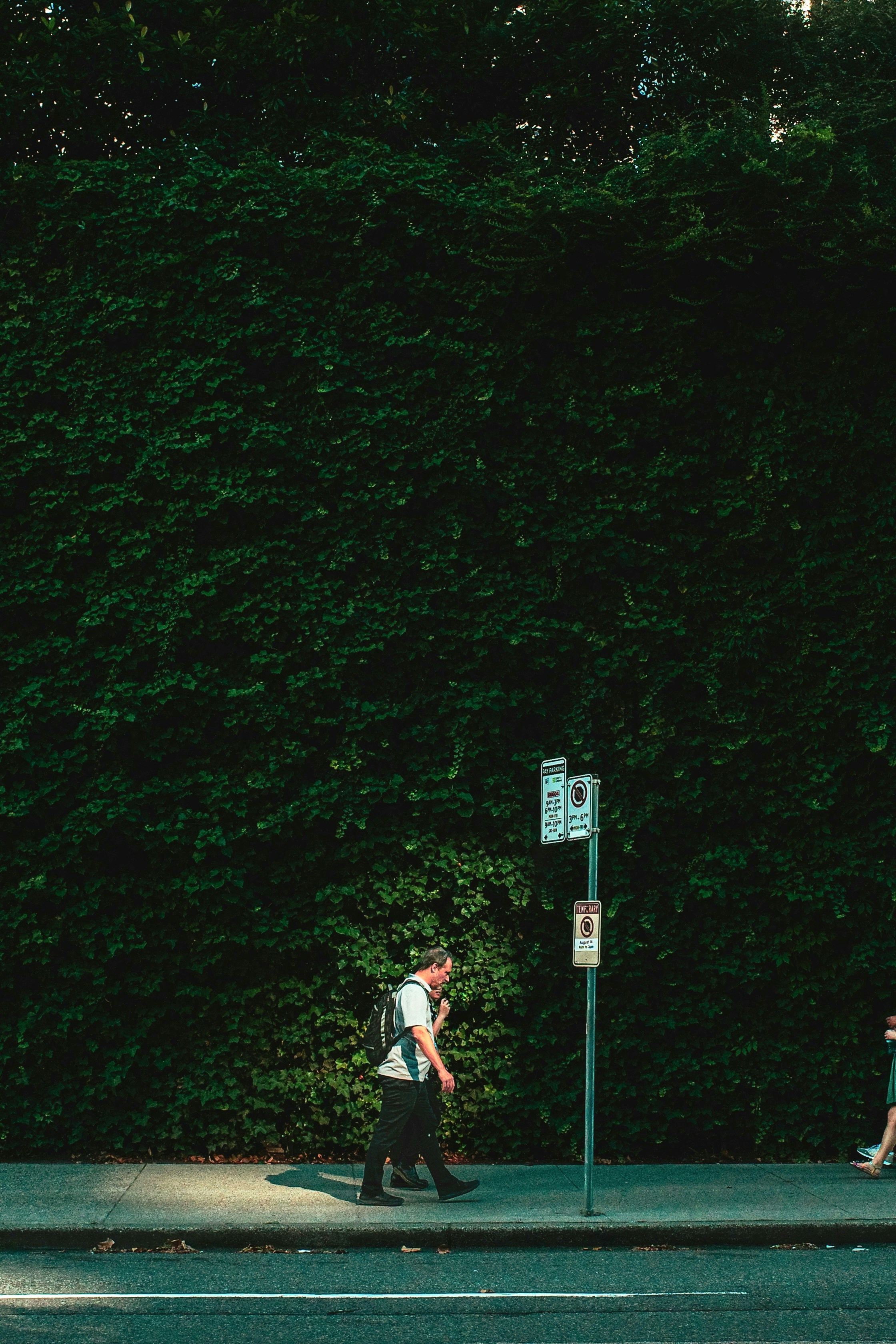 Pedestrian in shadowed street beneath a hedge wall