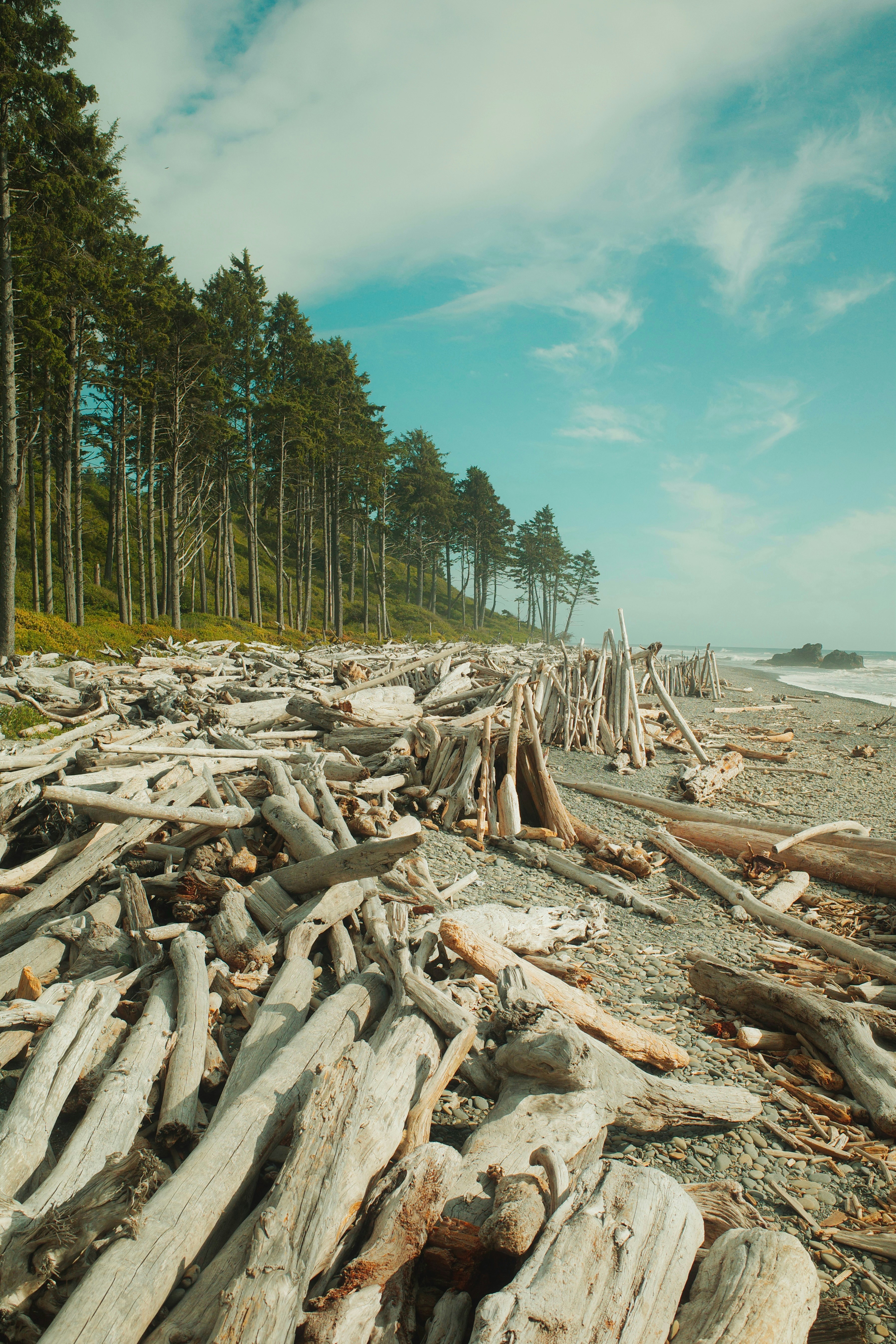Driftwood Convergence along a Pine Shore