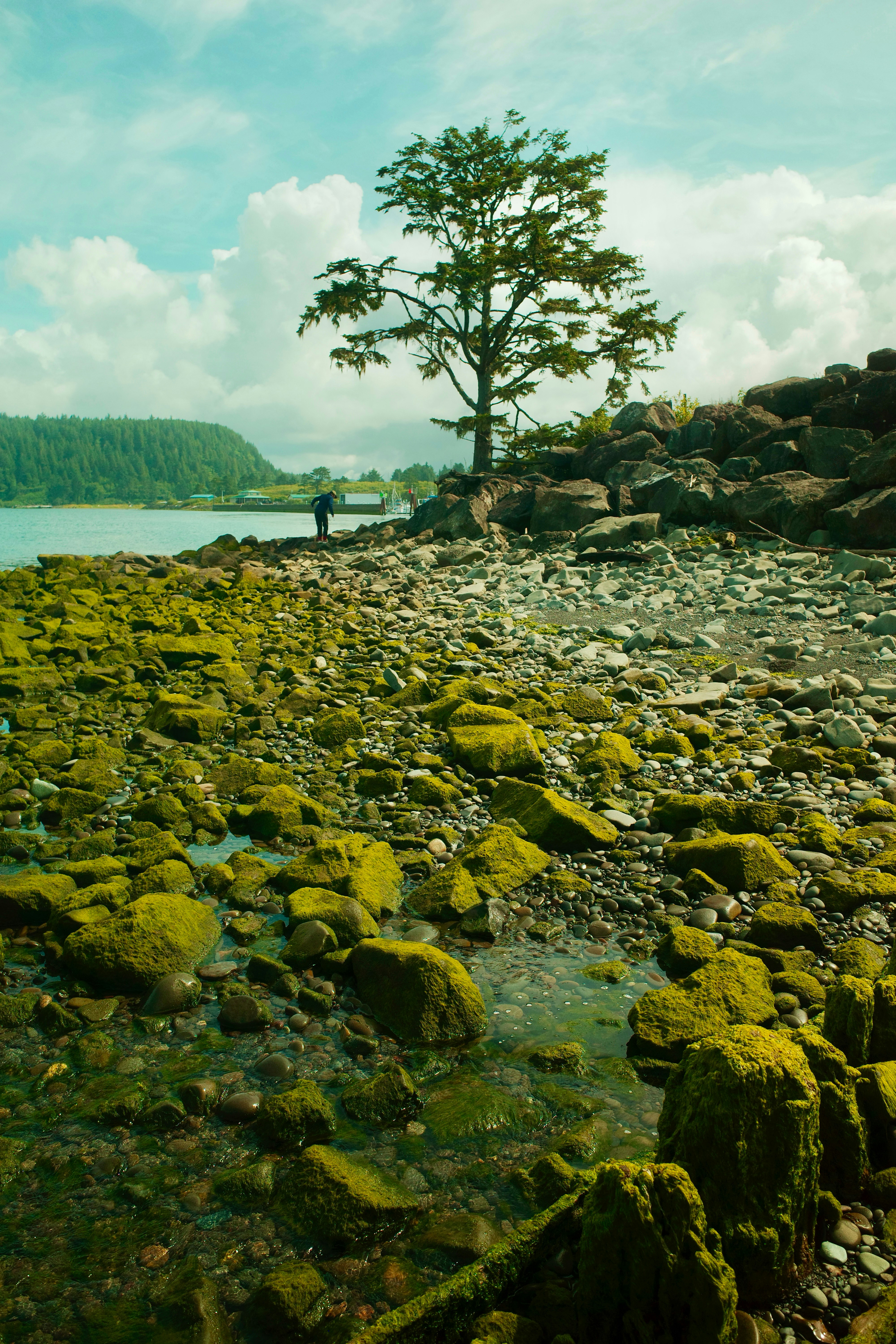 Lone Tree on Mossy Shoreline Beneath a Wide, Teal Sky