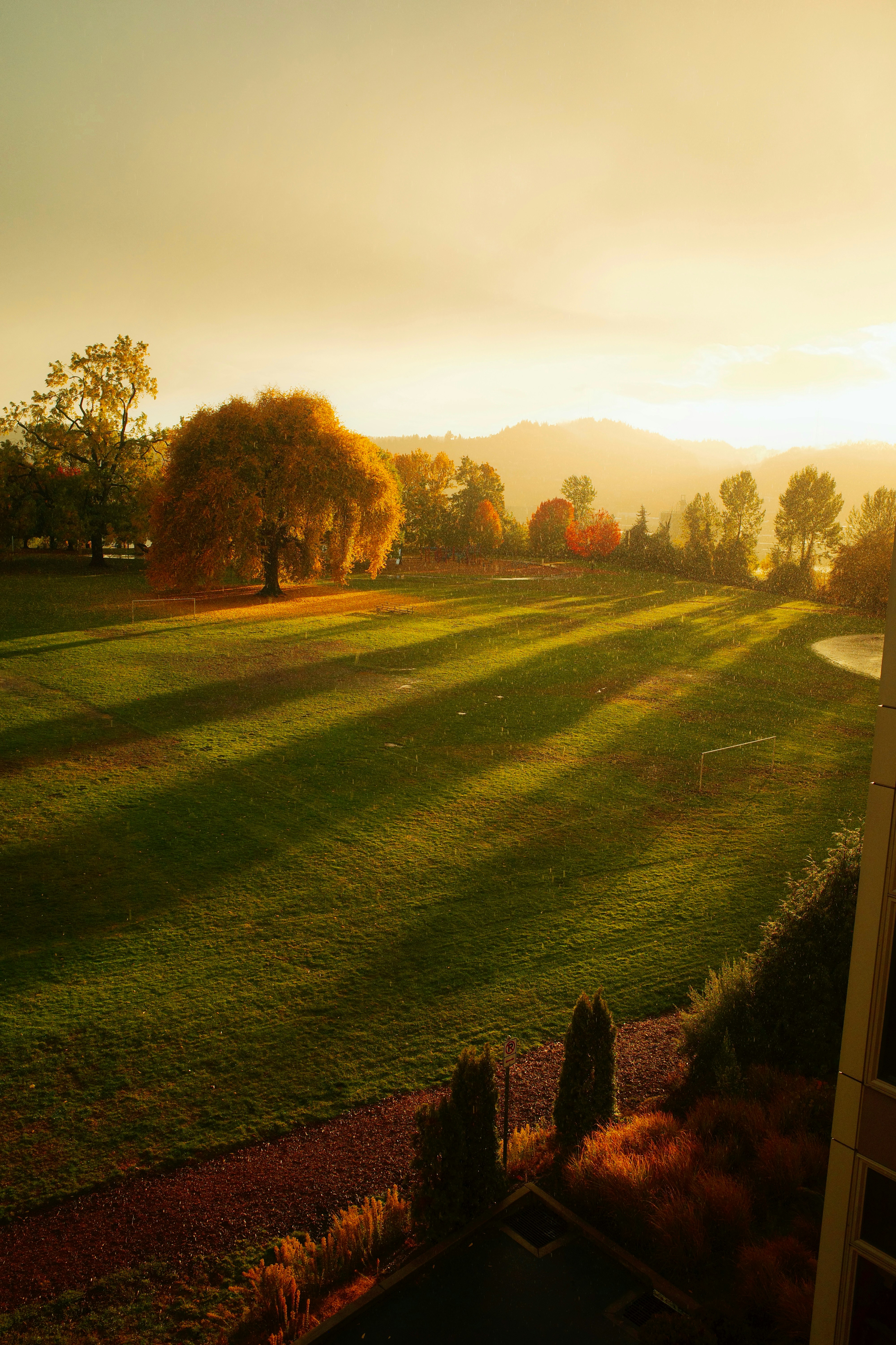 Golden Hour on the Park Lawn