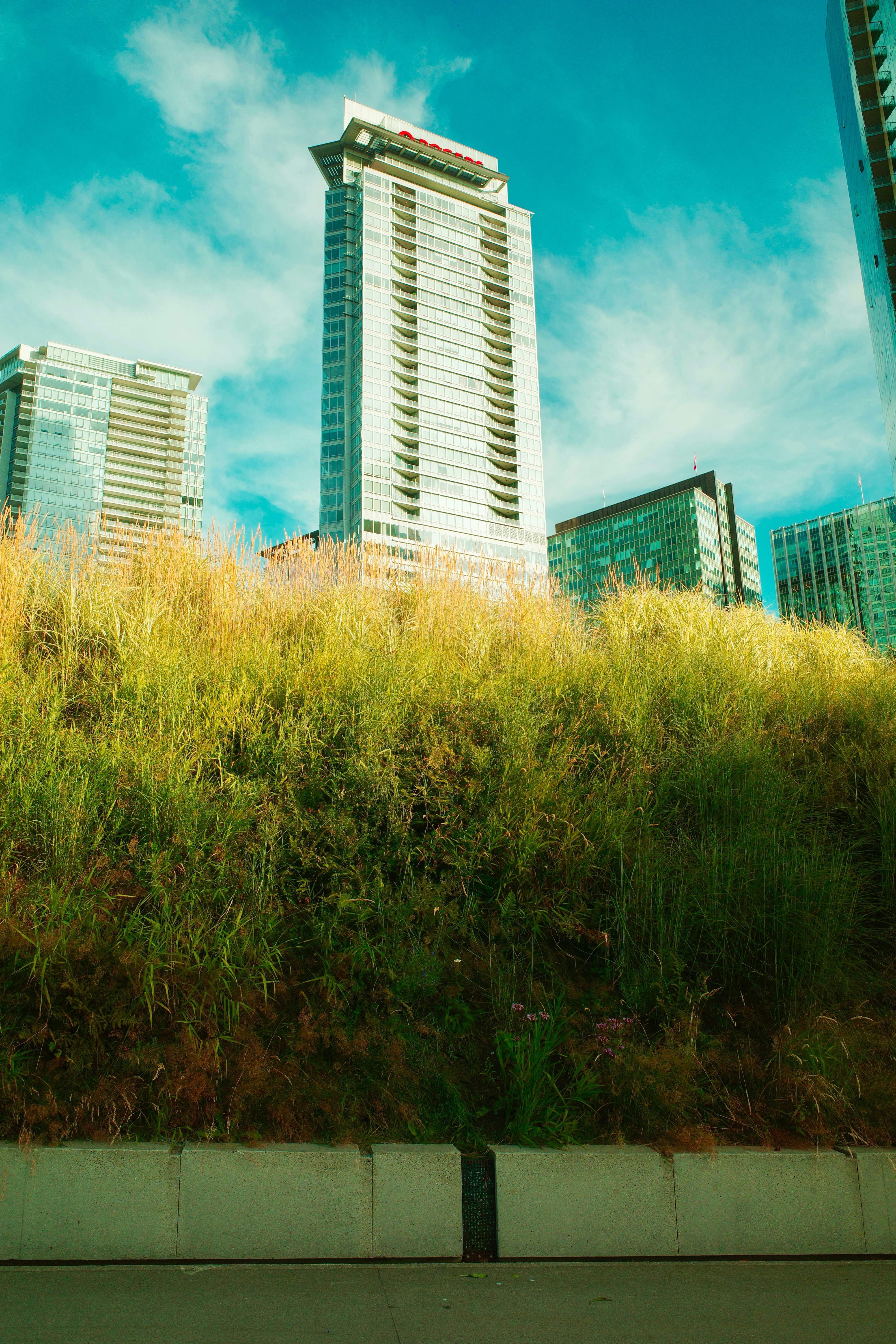 Skyward Towers Over a Tailed Golden Field