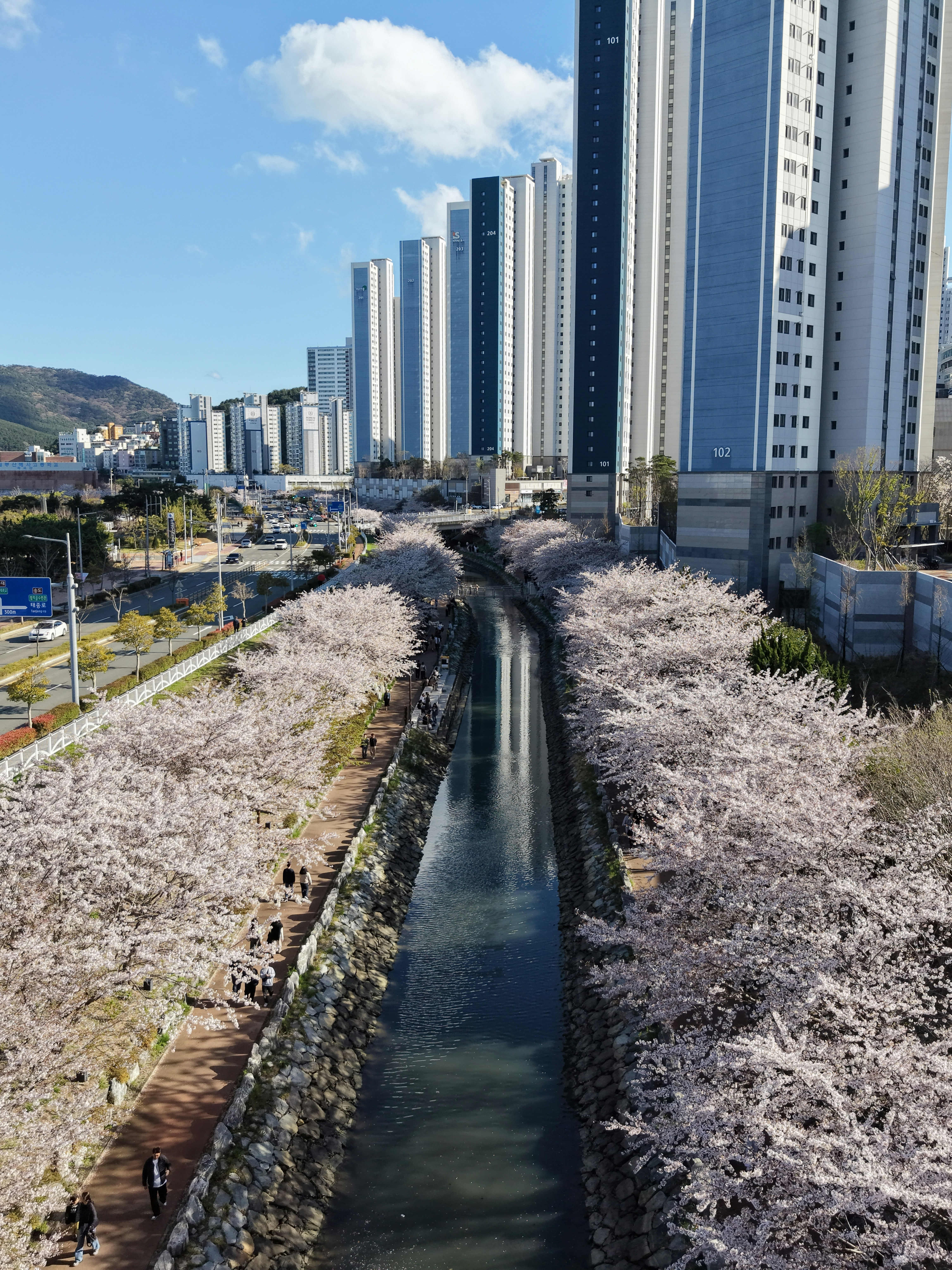 Cherry Blossom Canal: A Skyline Framed by Petals