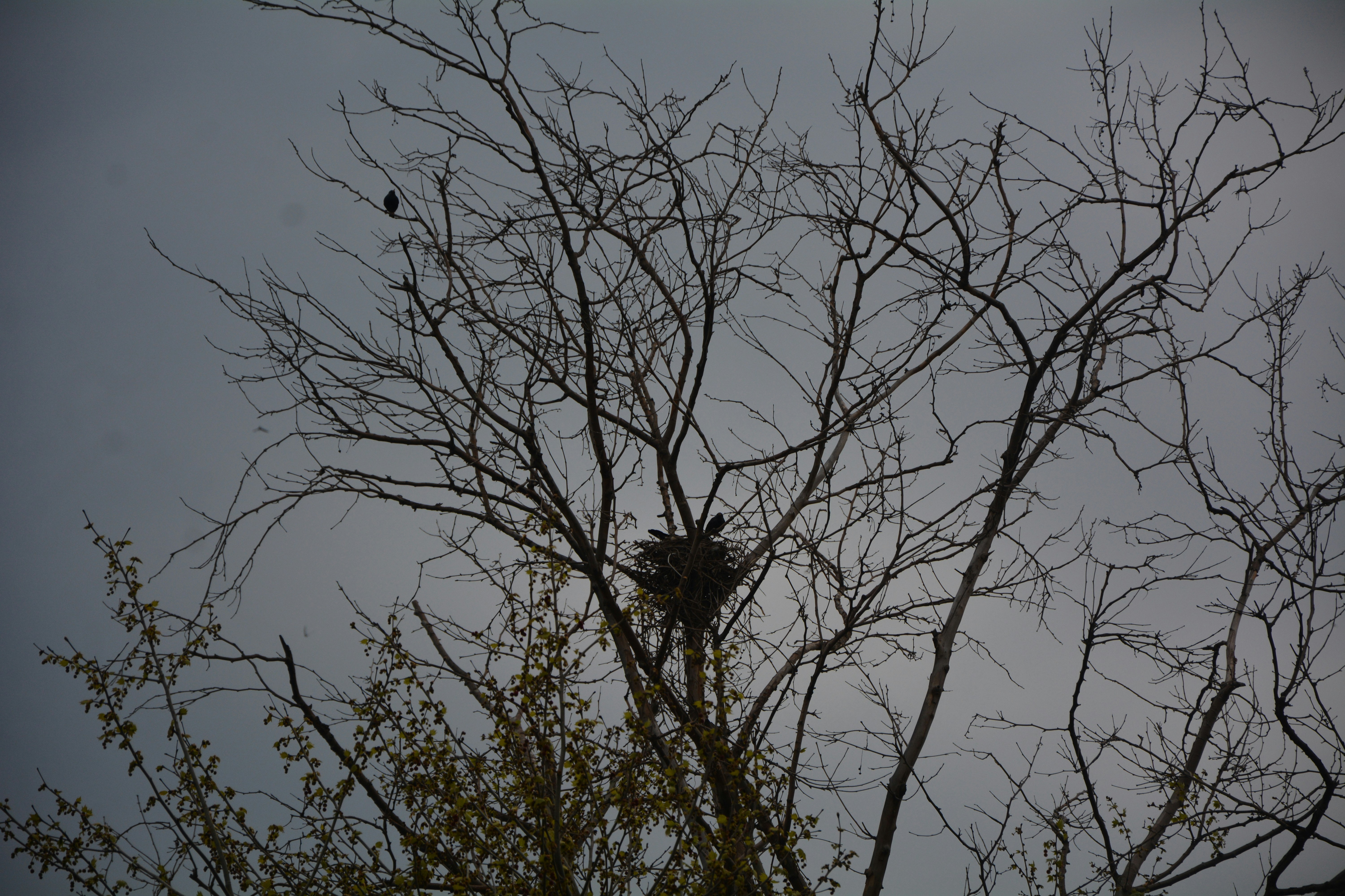Nest in the Bare Branches: A Vantage Above the Orchard