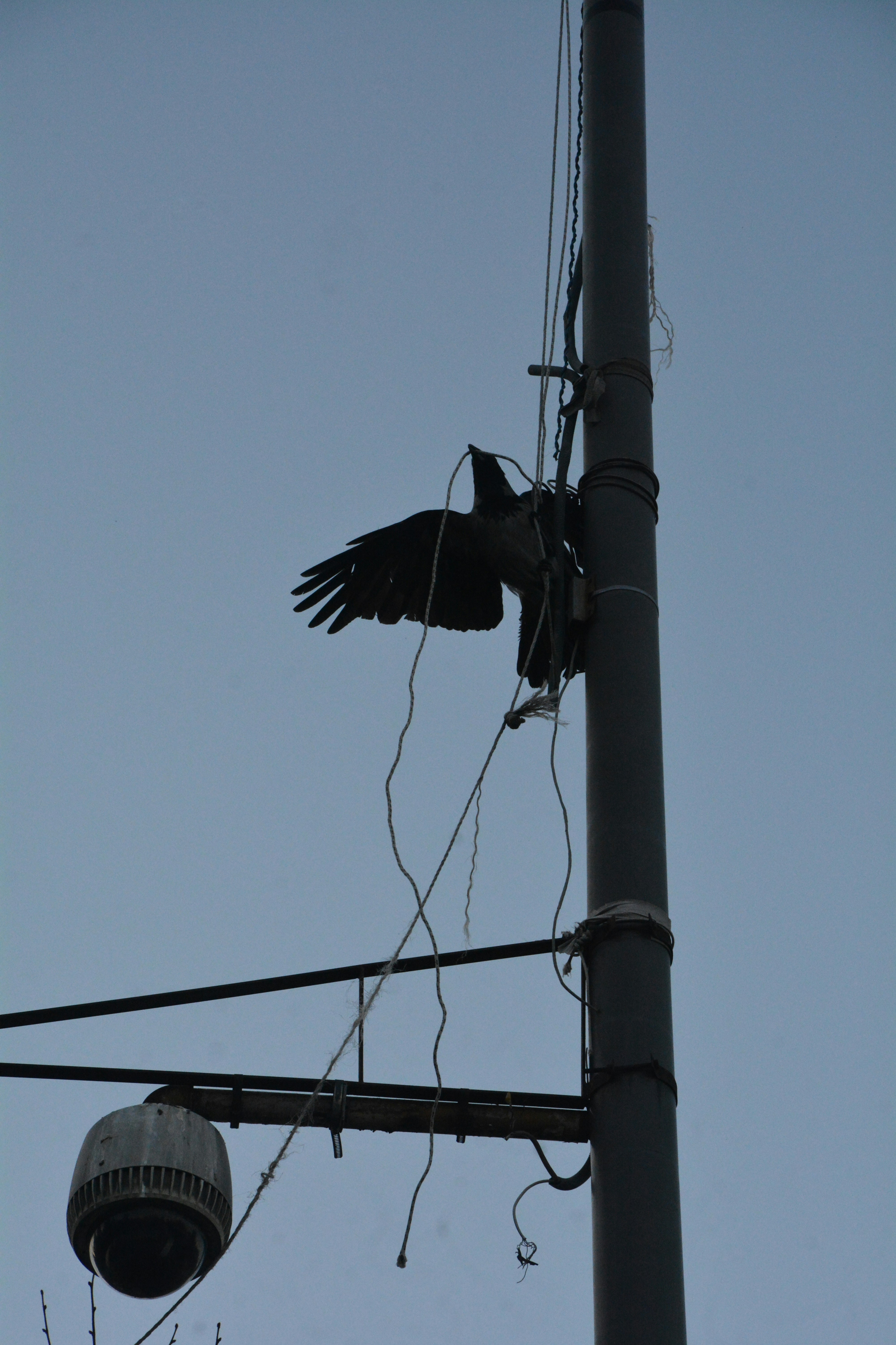 Bird in silhouette on a utility mast at dusk