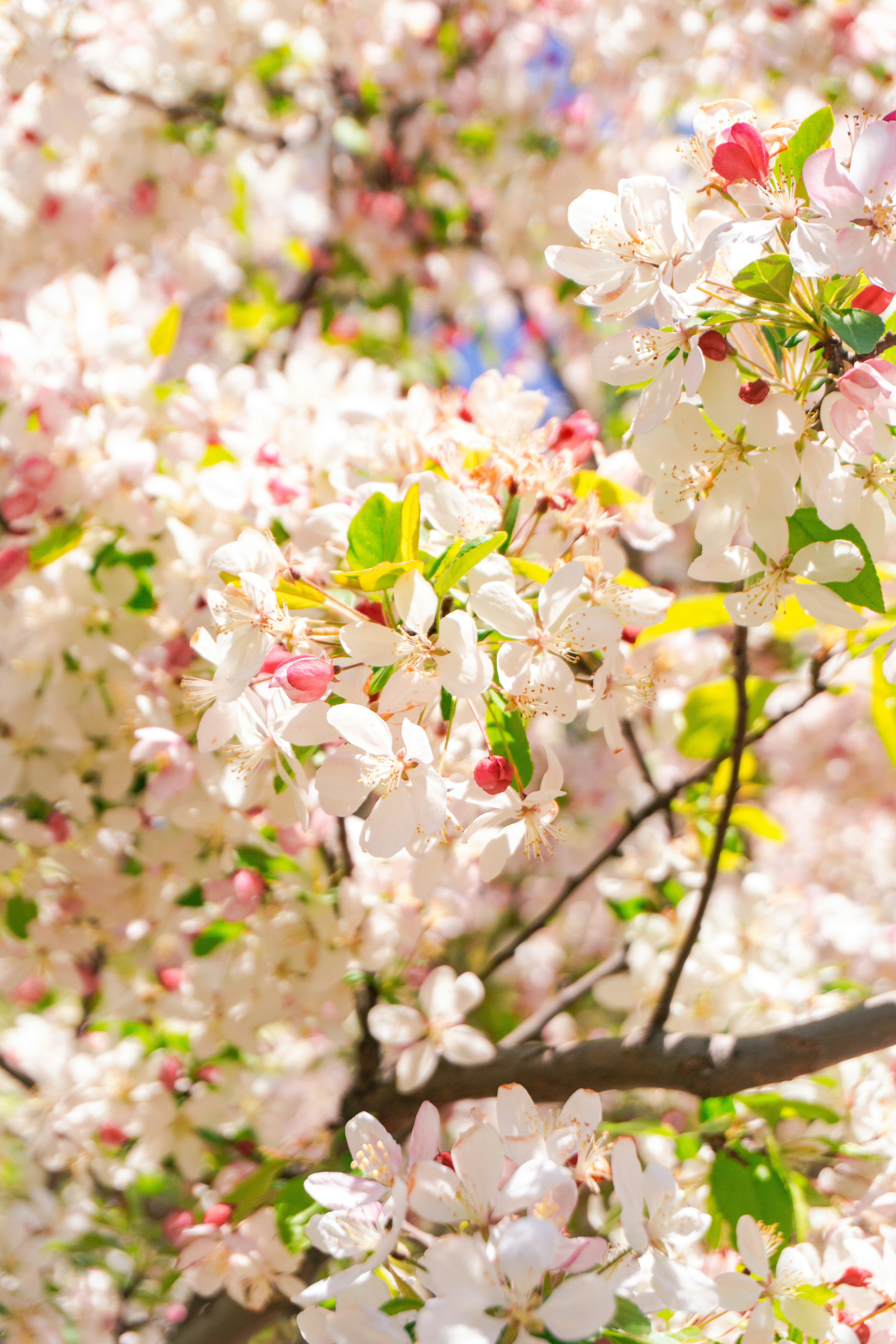 Blossoms in Soft Focus: A Burst of Peach and Pink