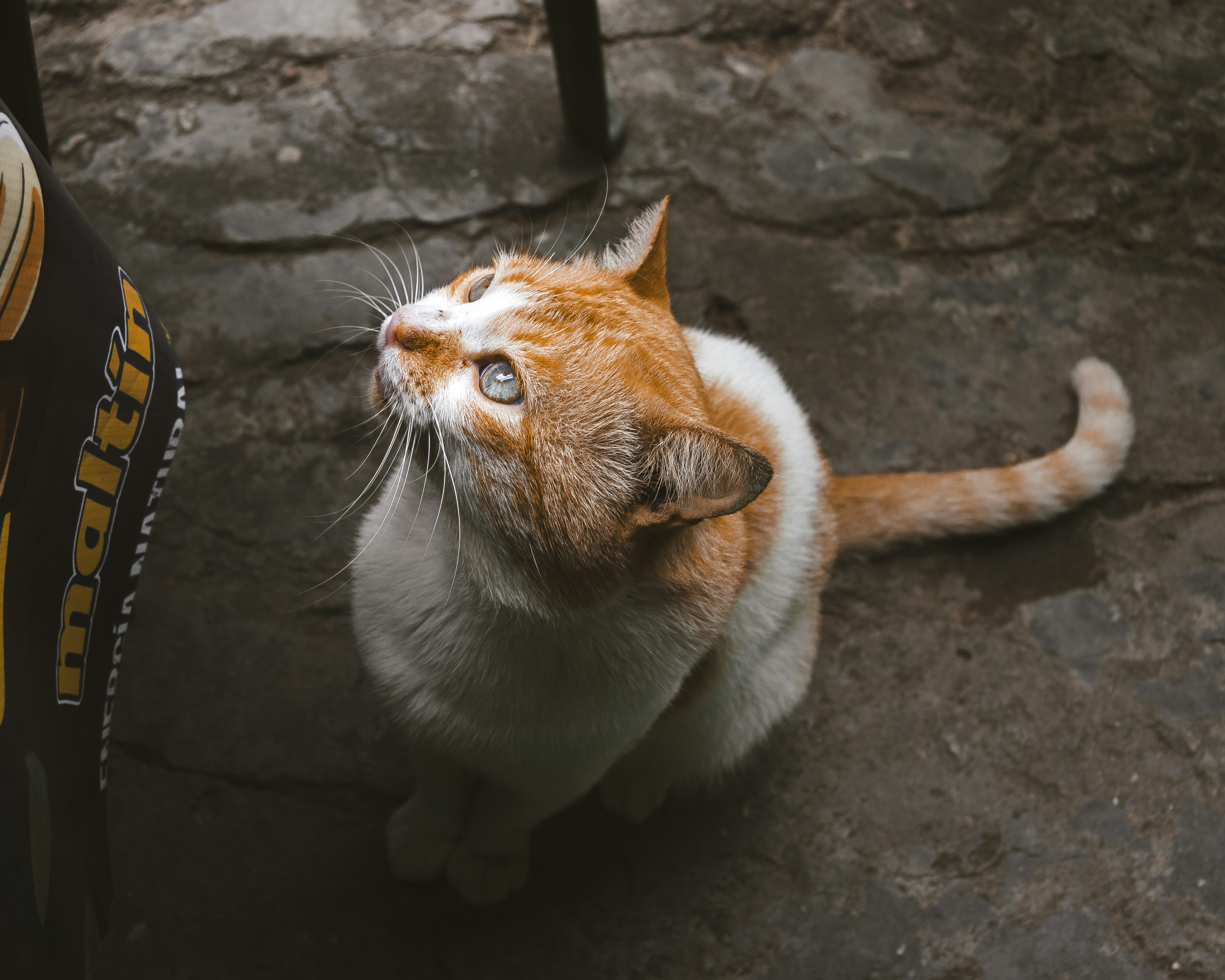 Top‑Pinned Gaze: Orange‑White Cat Seeks Light