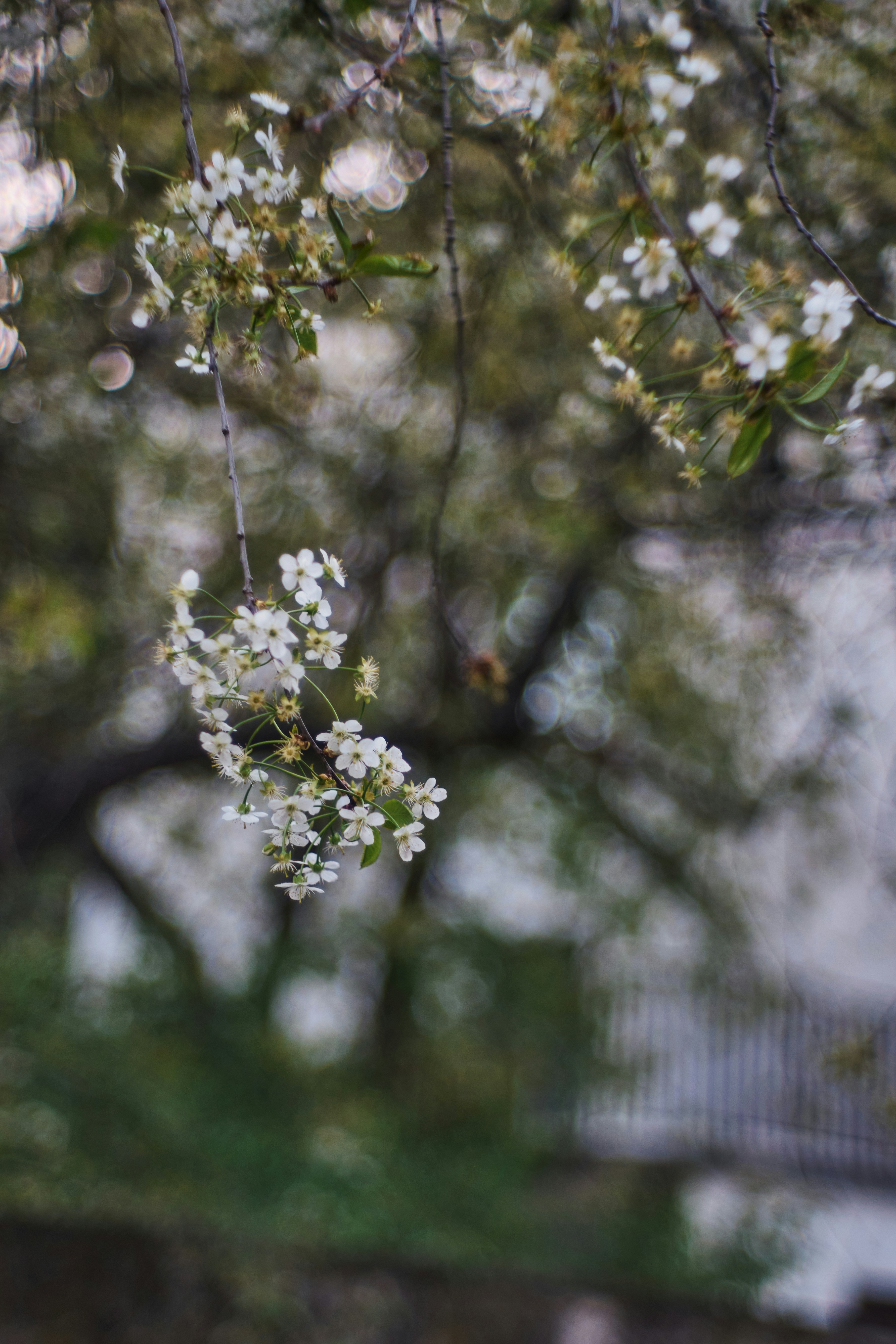 Blossoms in Soft Focus: A Quiet Spring Moment