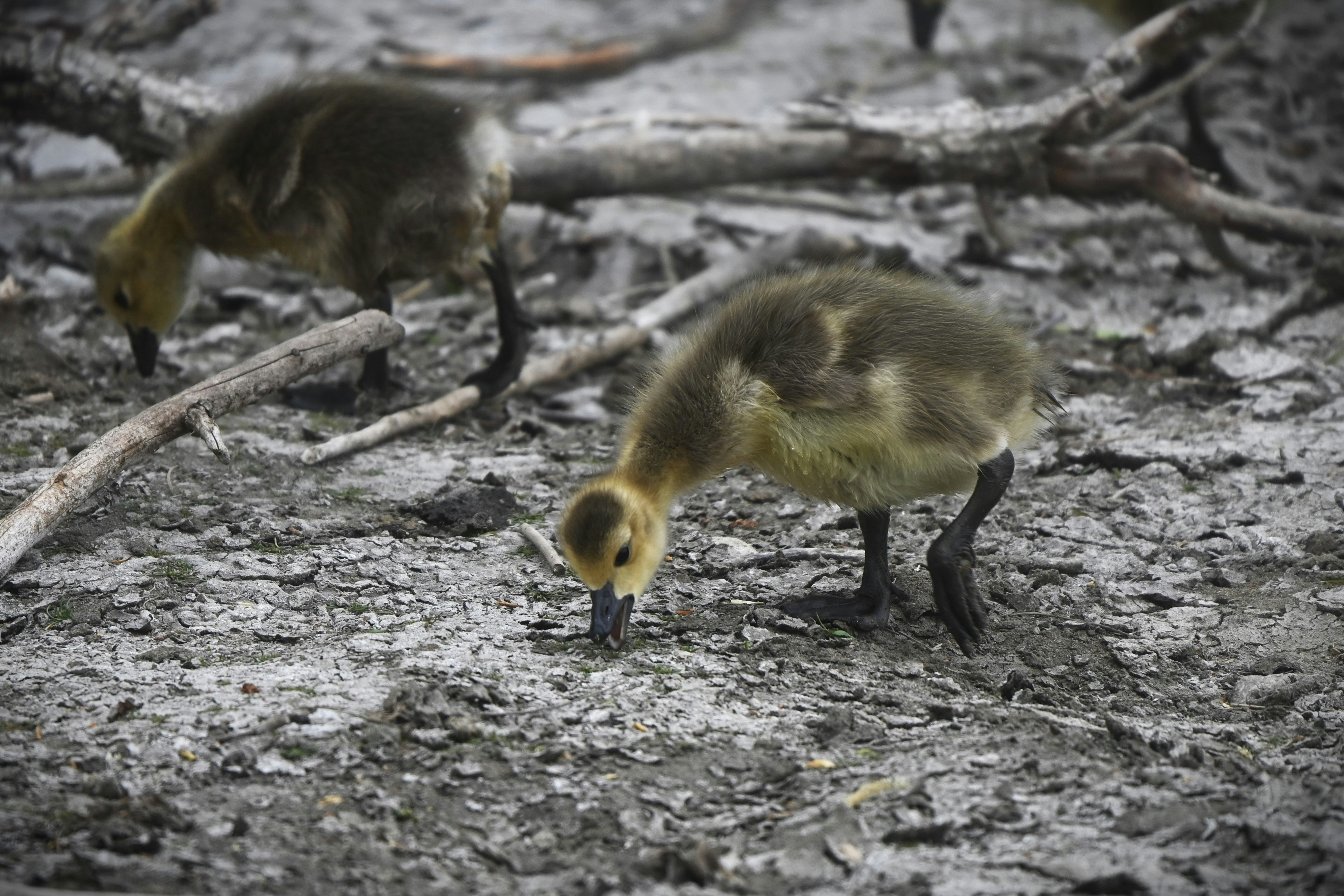 Littoral Scramble: Two Ducklings Forage on Tidal Ground