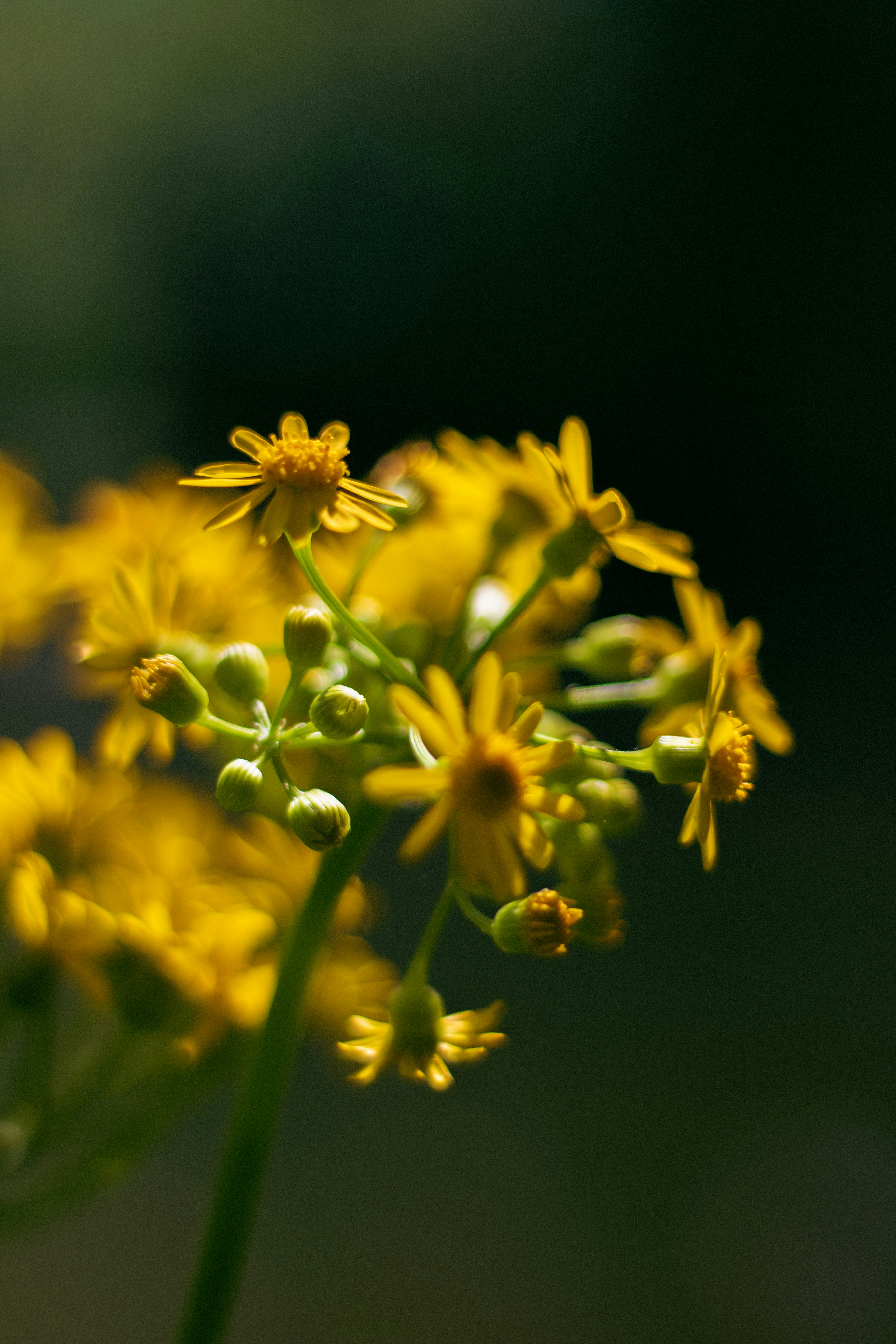 Golden Umbels: Sunlit Florets in Soft Focus