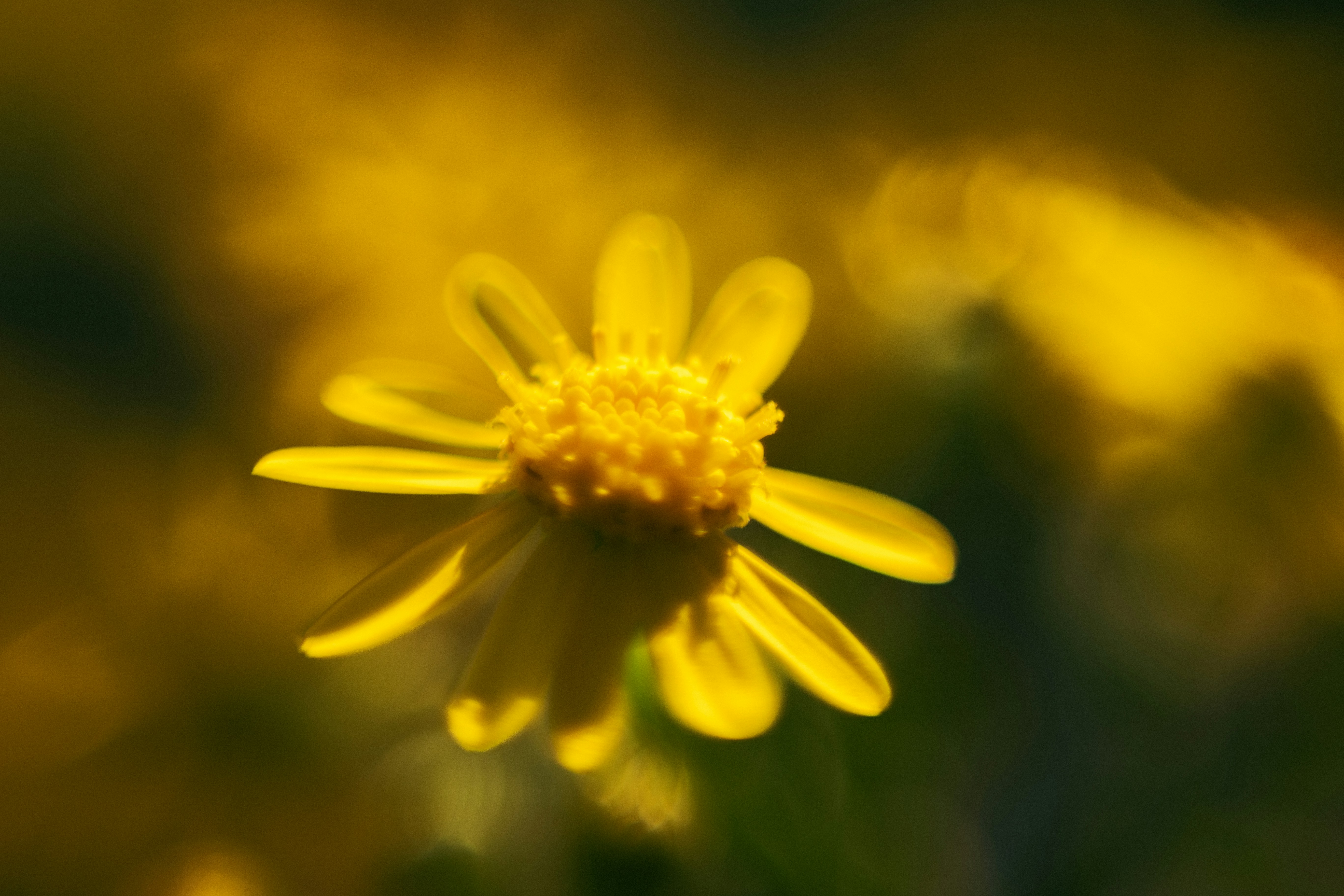 Golden Bloom in a Soft Glow
