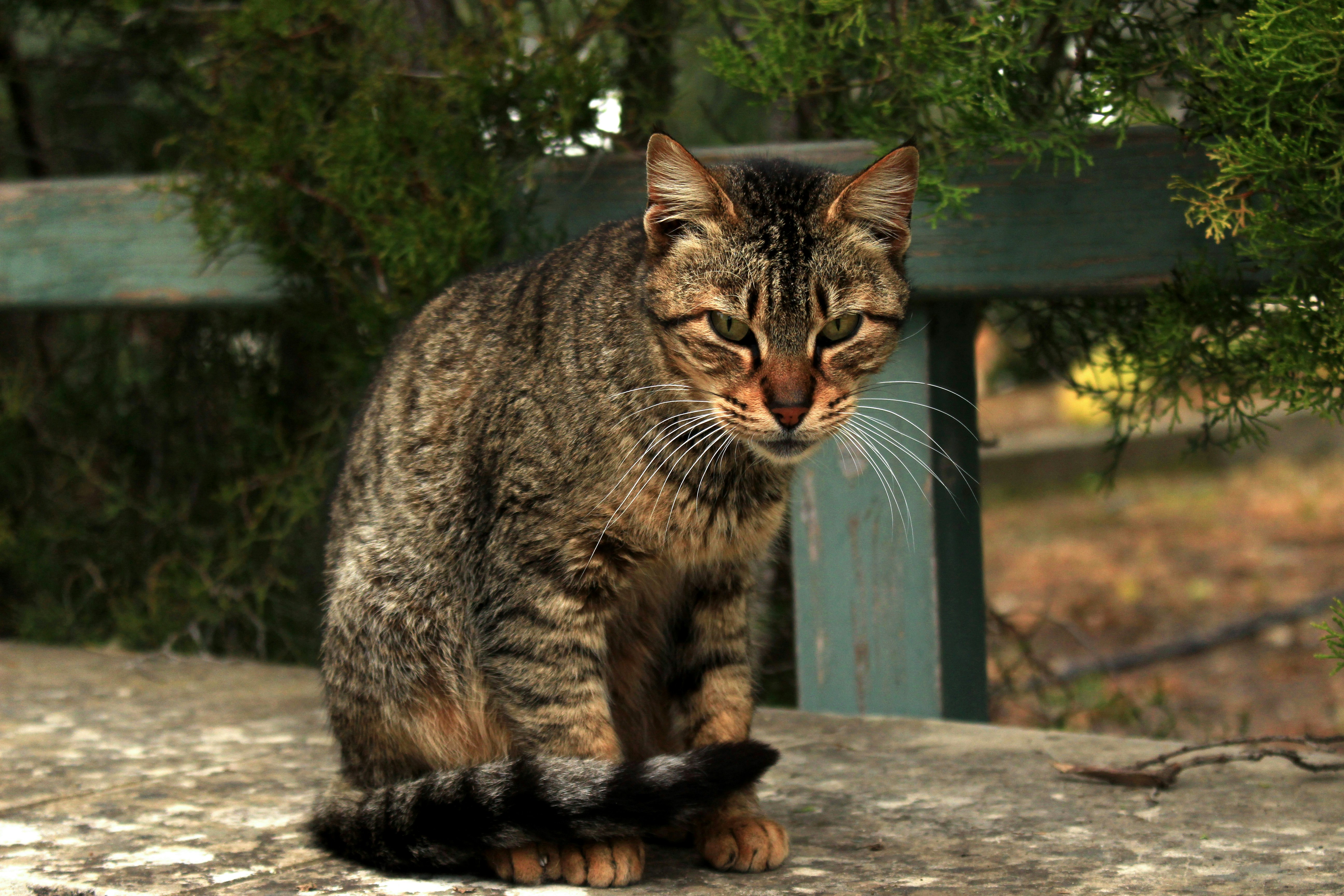 Curious Tabby on a Weathered Concrete Stage