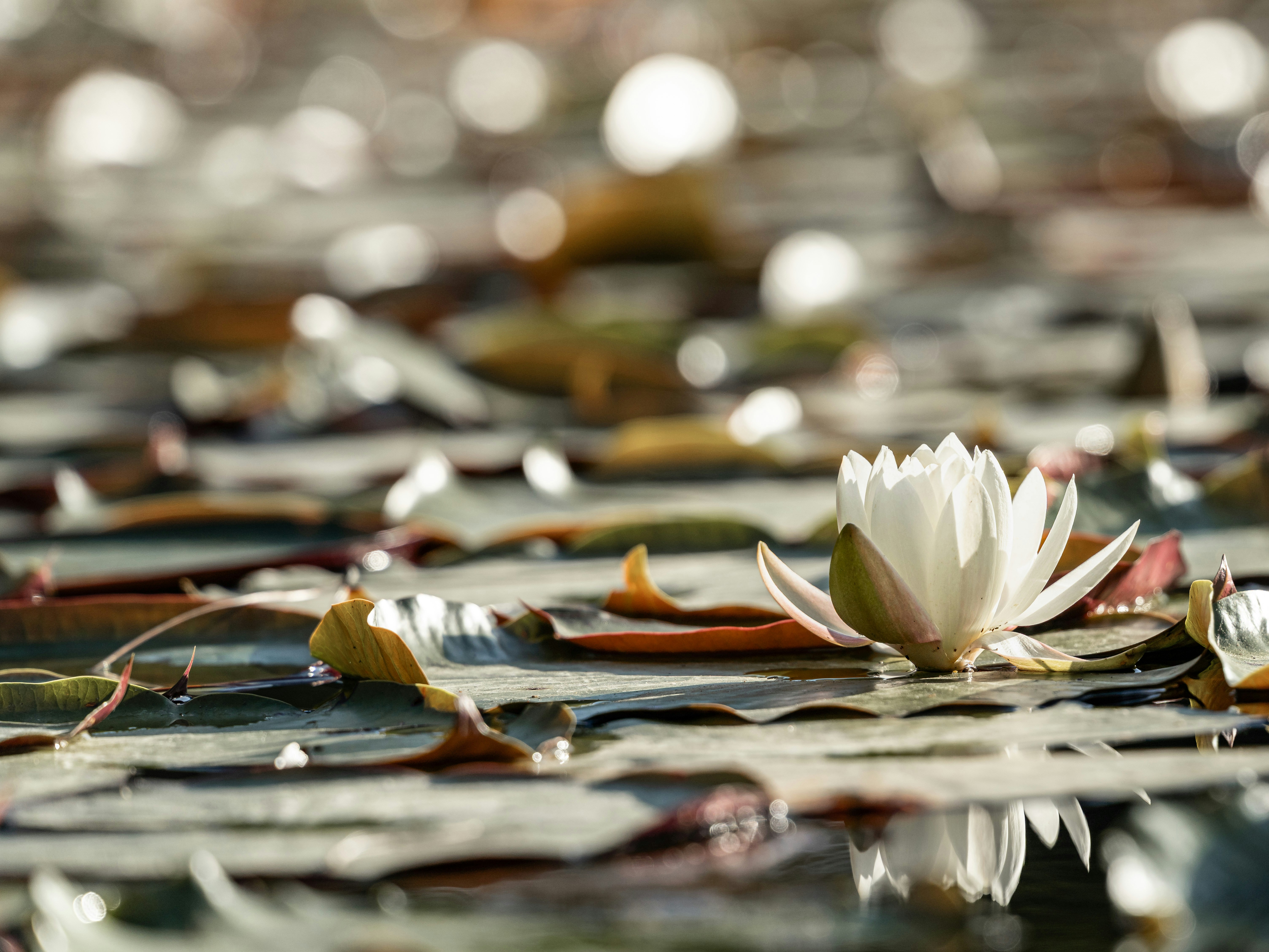 Luminous Lily: a solitary bloom amid sunlit reflections