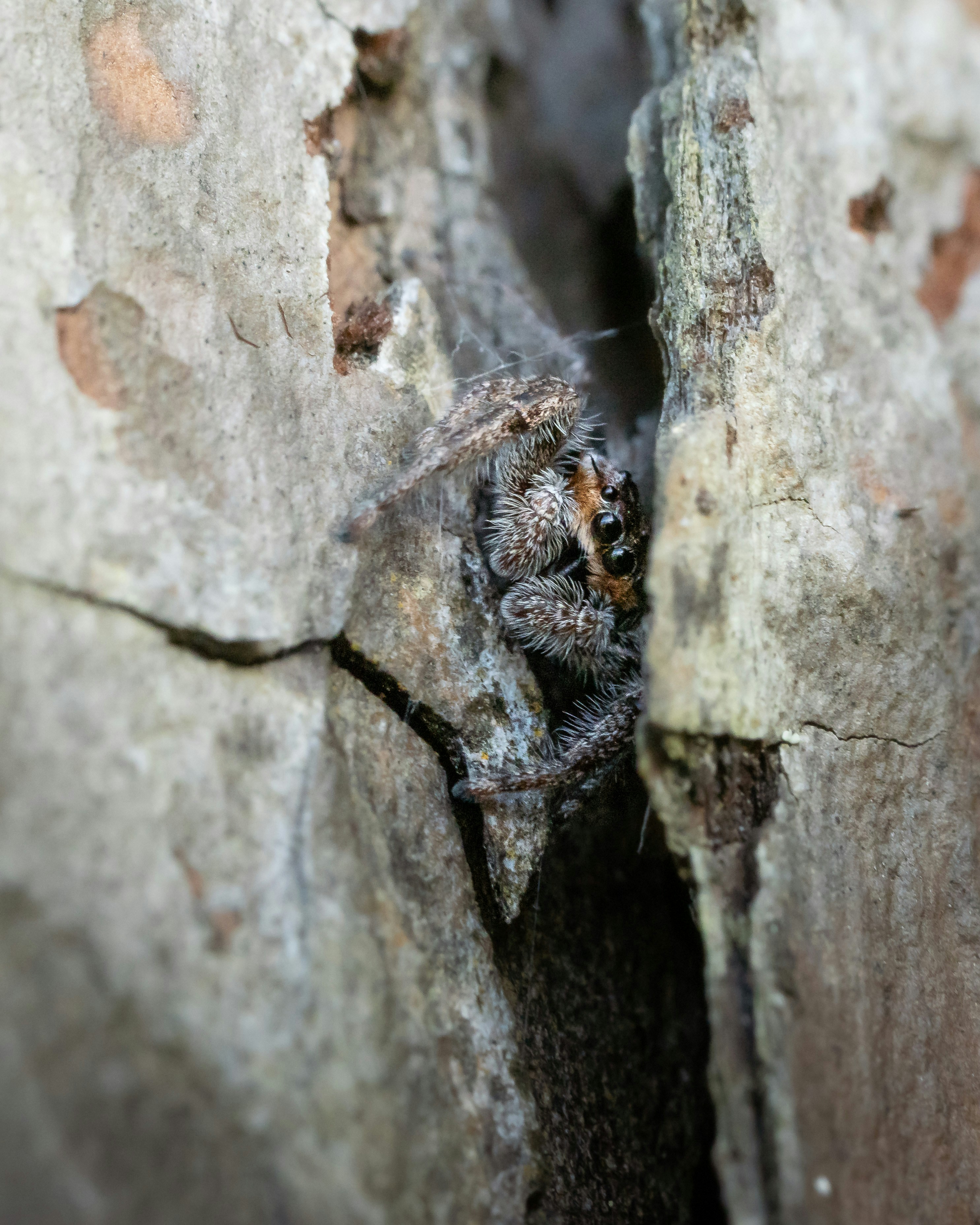 Cragbound Gazer: A Wolf Spider Peering from Between Stones