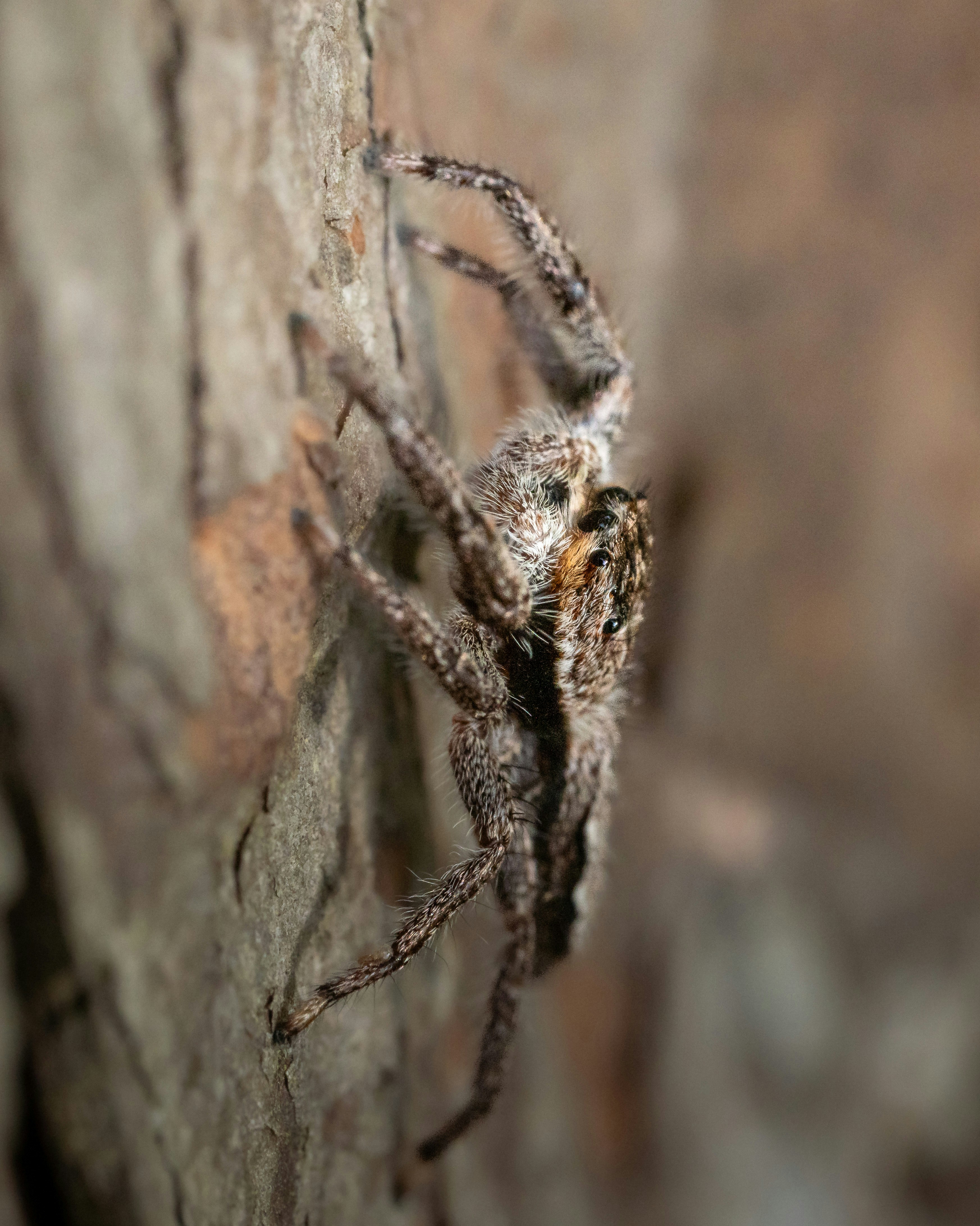 Close-Quarters Ambush: A Bark-Dwelling Spider Clings to Wood