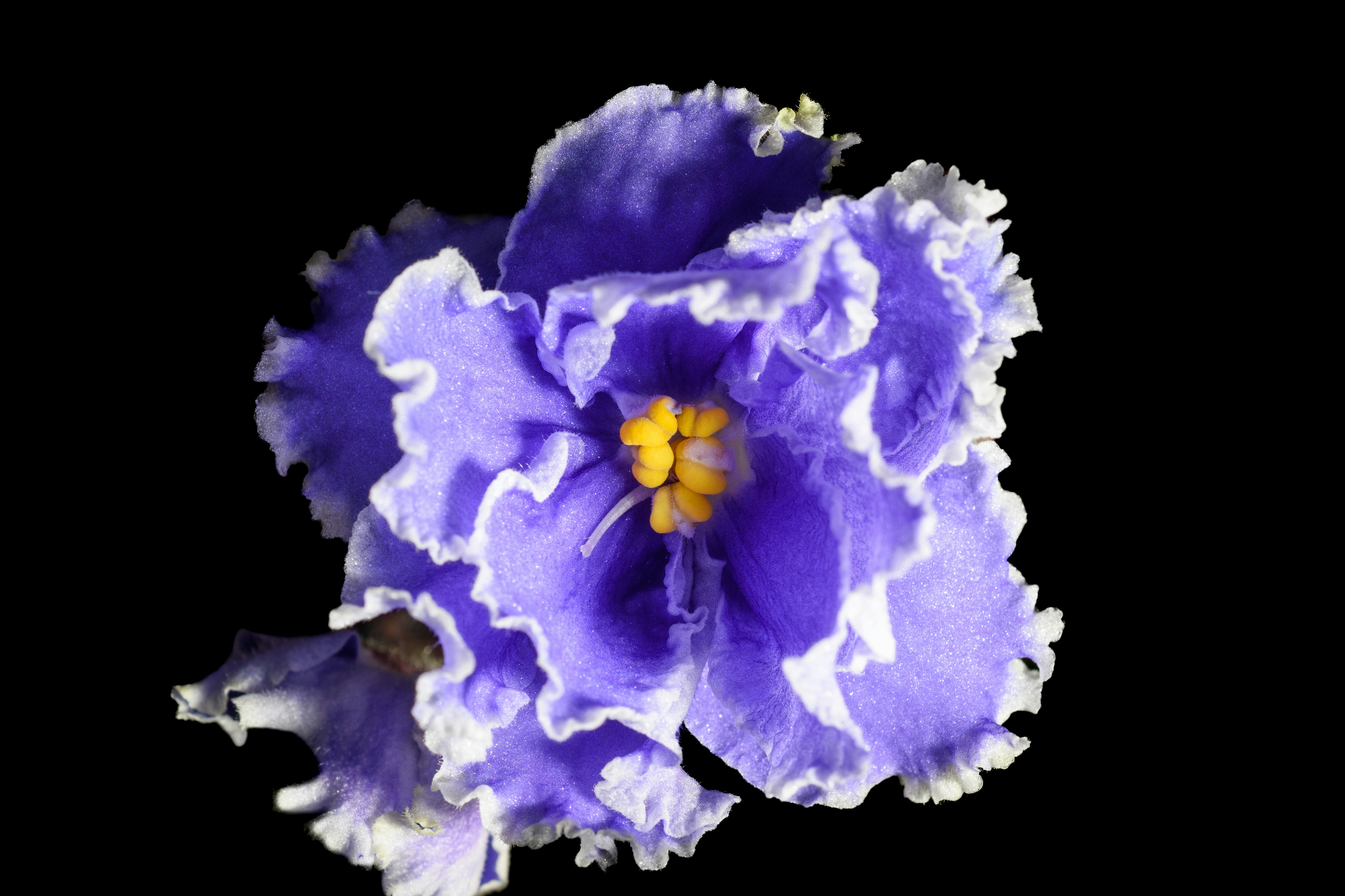 Velvet Petals: Frilled Hibiscus in High-Contrast Night