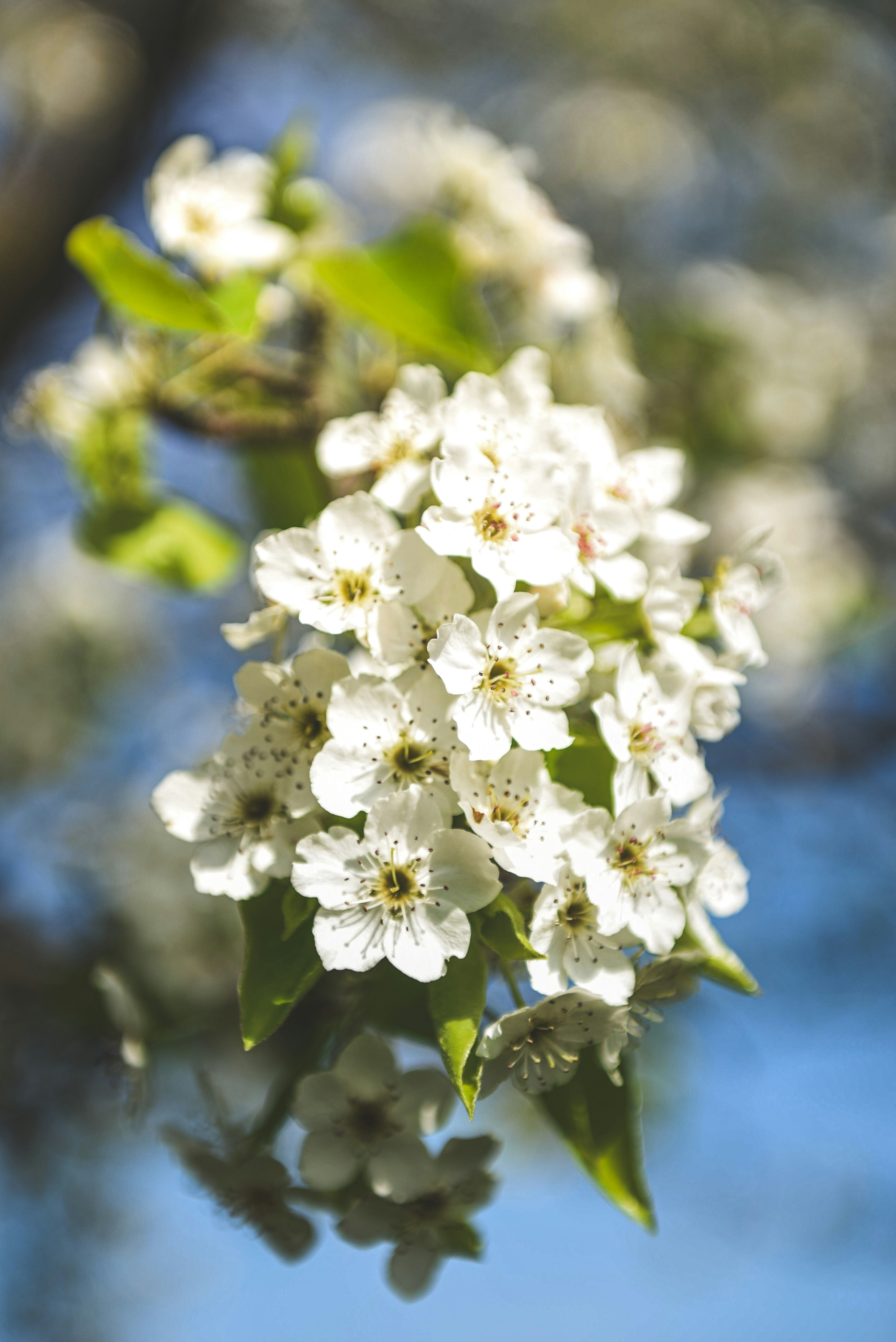 Blooming White Clusters on a Gentle Spring Branch