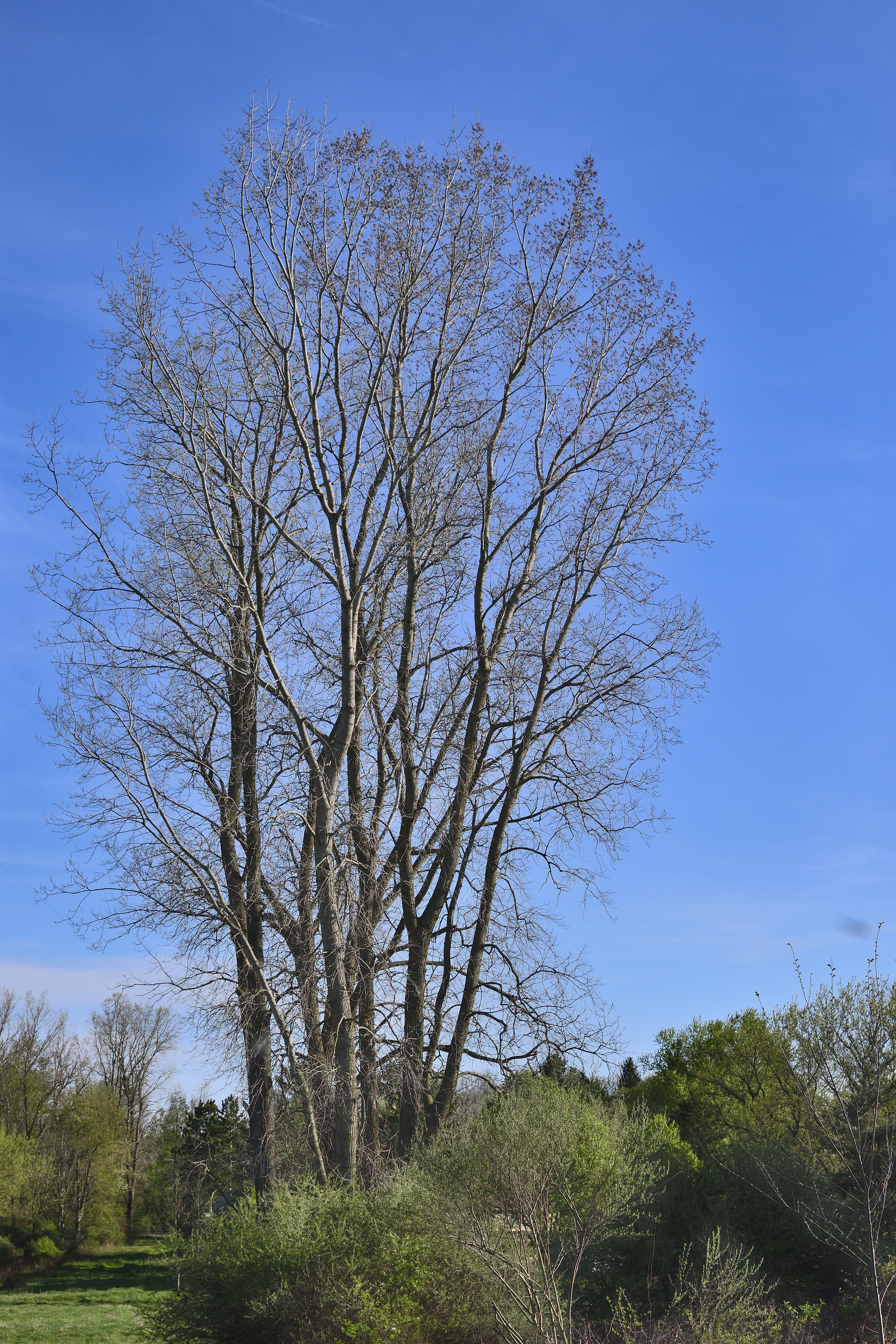 Tall Sentinel in a Clear Blue Field