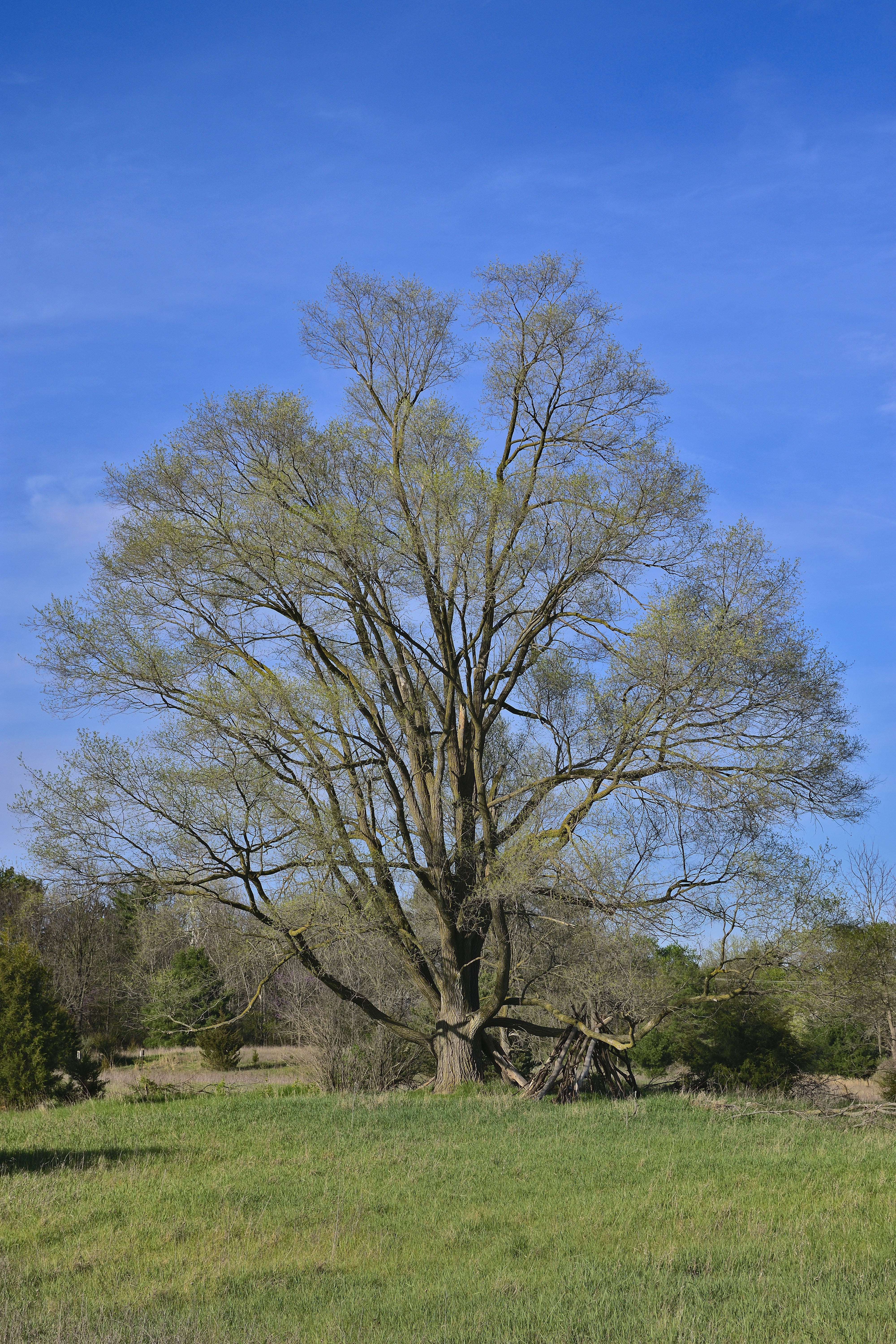 Ancient Oak Reaches for the Blue North Sky