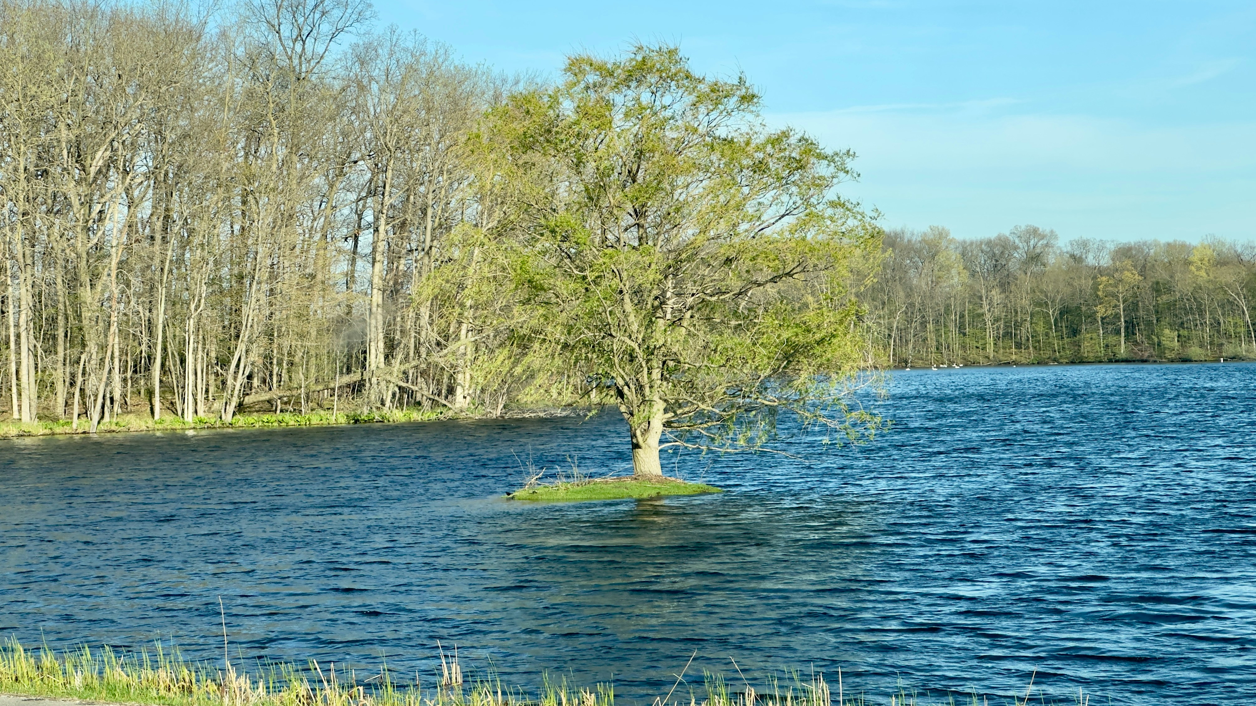 Lone Tree Centerstage on a Tranquil Lake