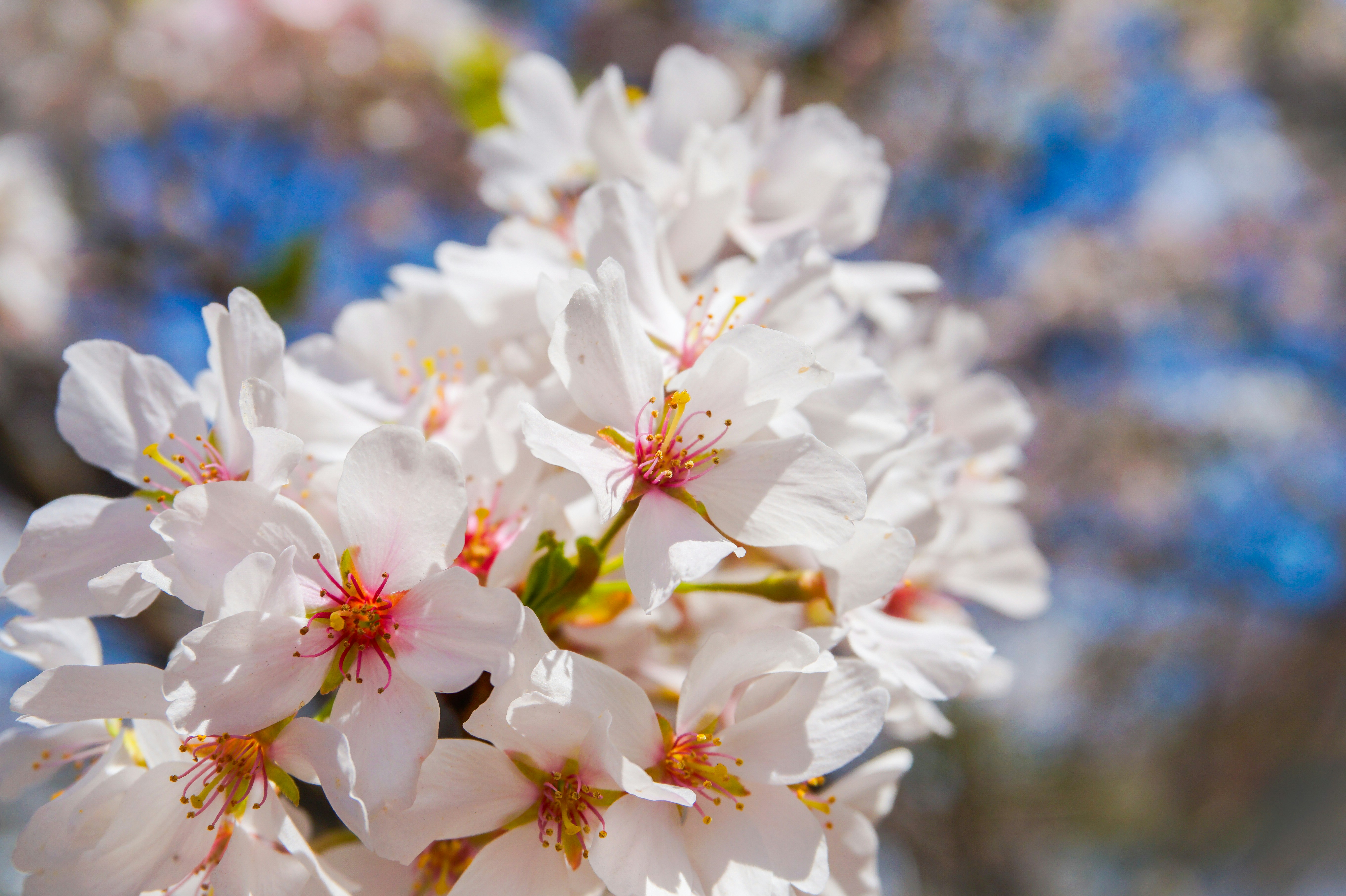 Blossom Cluster in Soft Focus Sky