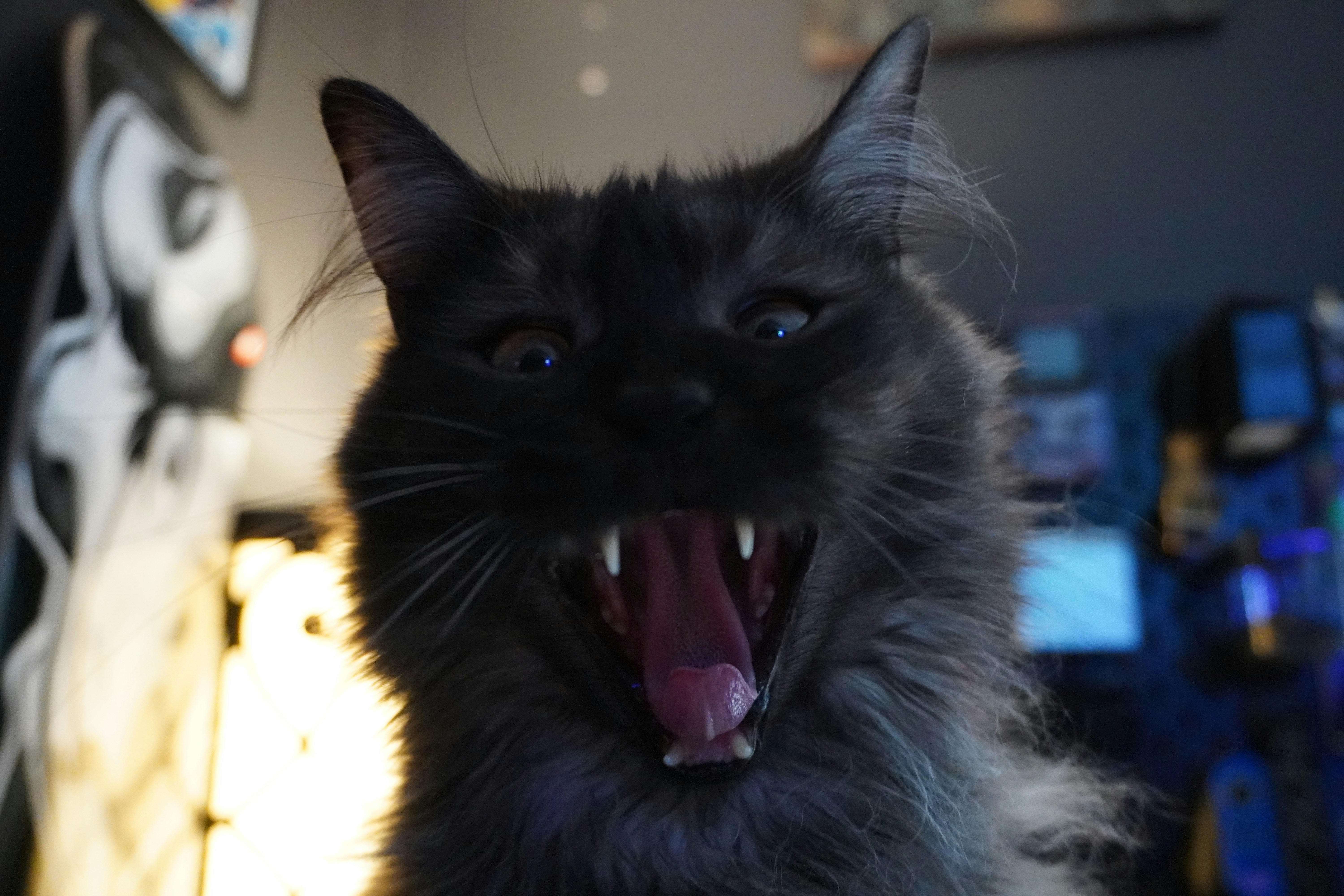 Vicious Purr: A Wide-Eyed Ferocity in Low Light