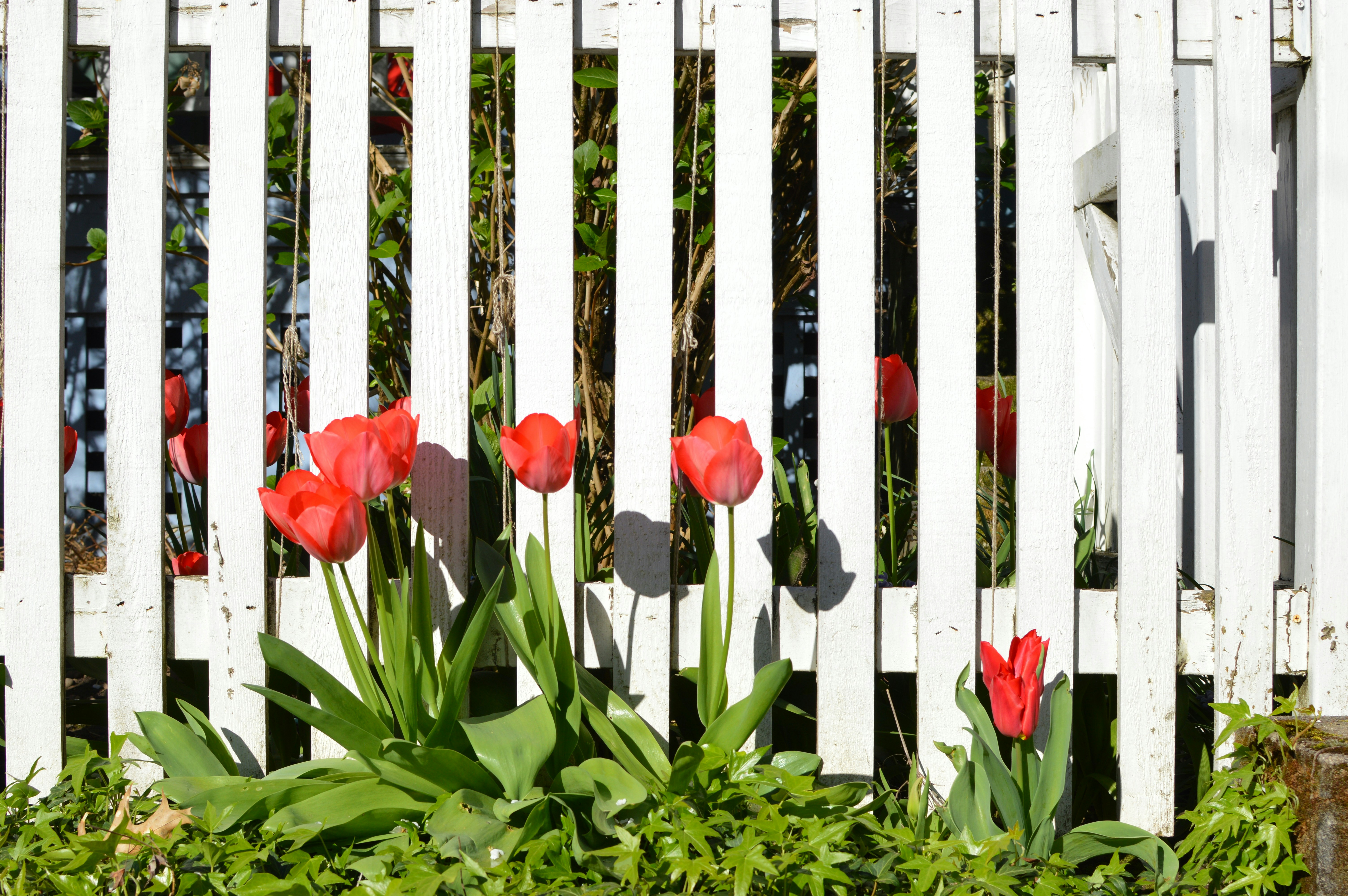 Red Tulips Between the White Picket Strips