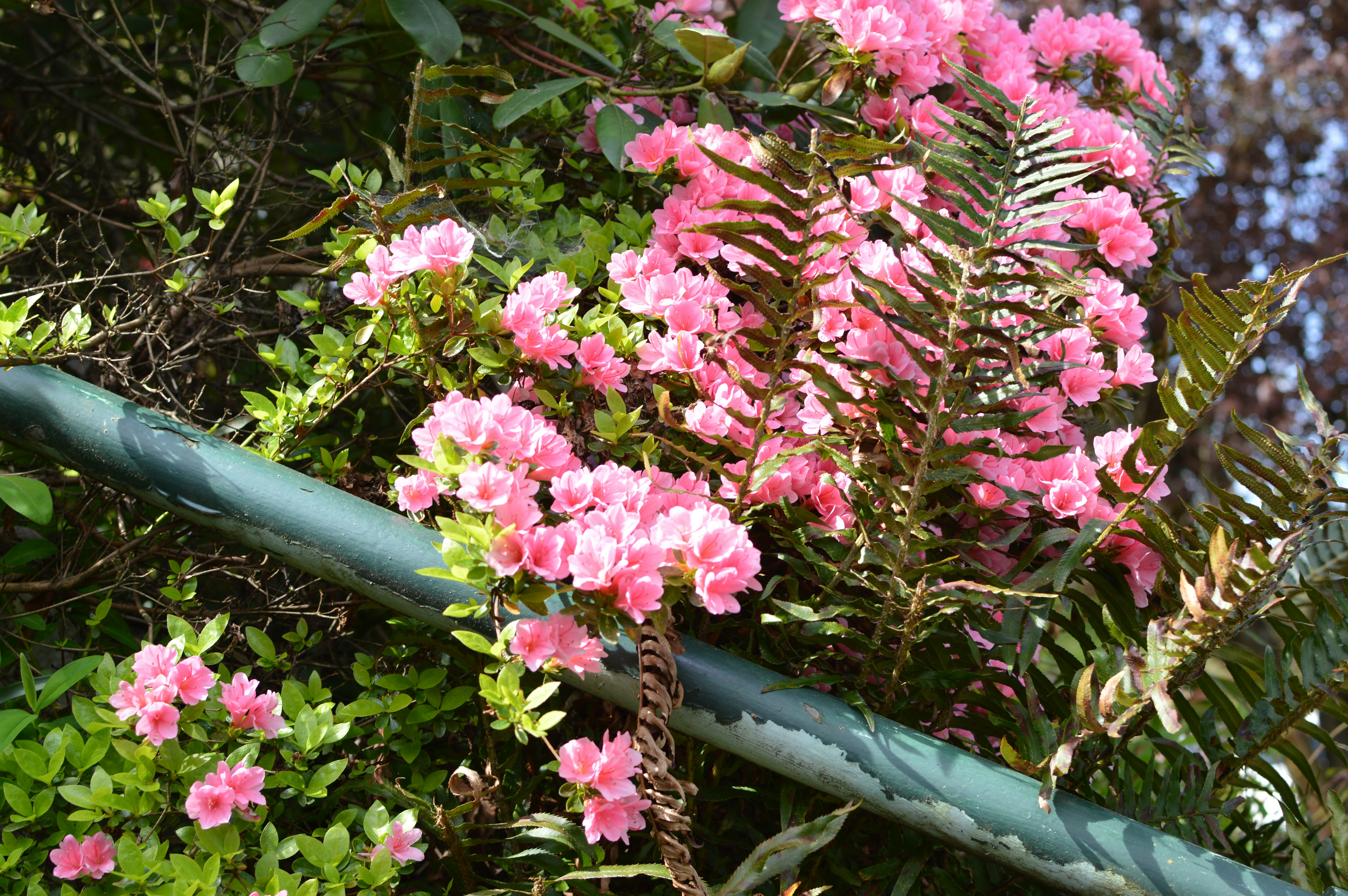 Pink blossoms climbing over a teal garden stake