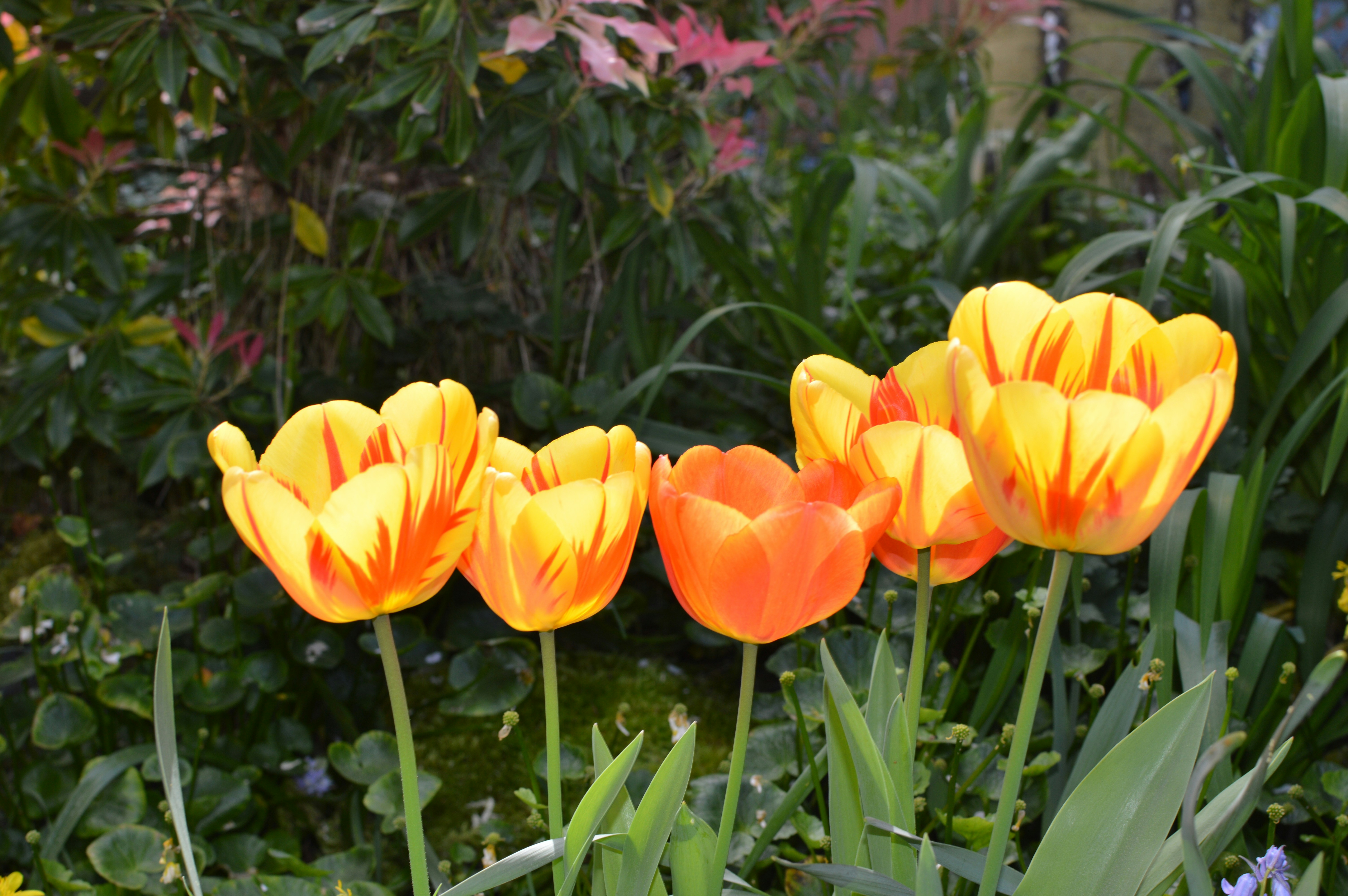 Colorful Tulips in Sunlit Bedcome