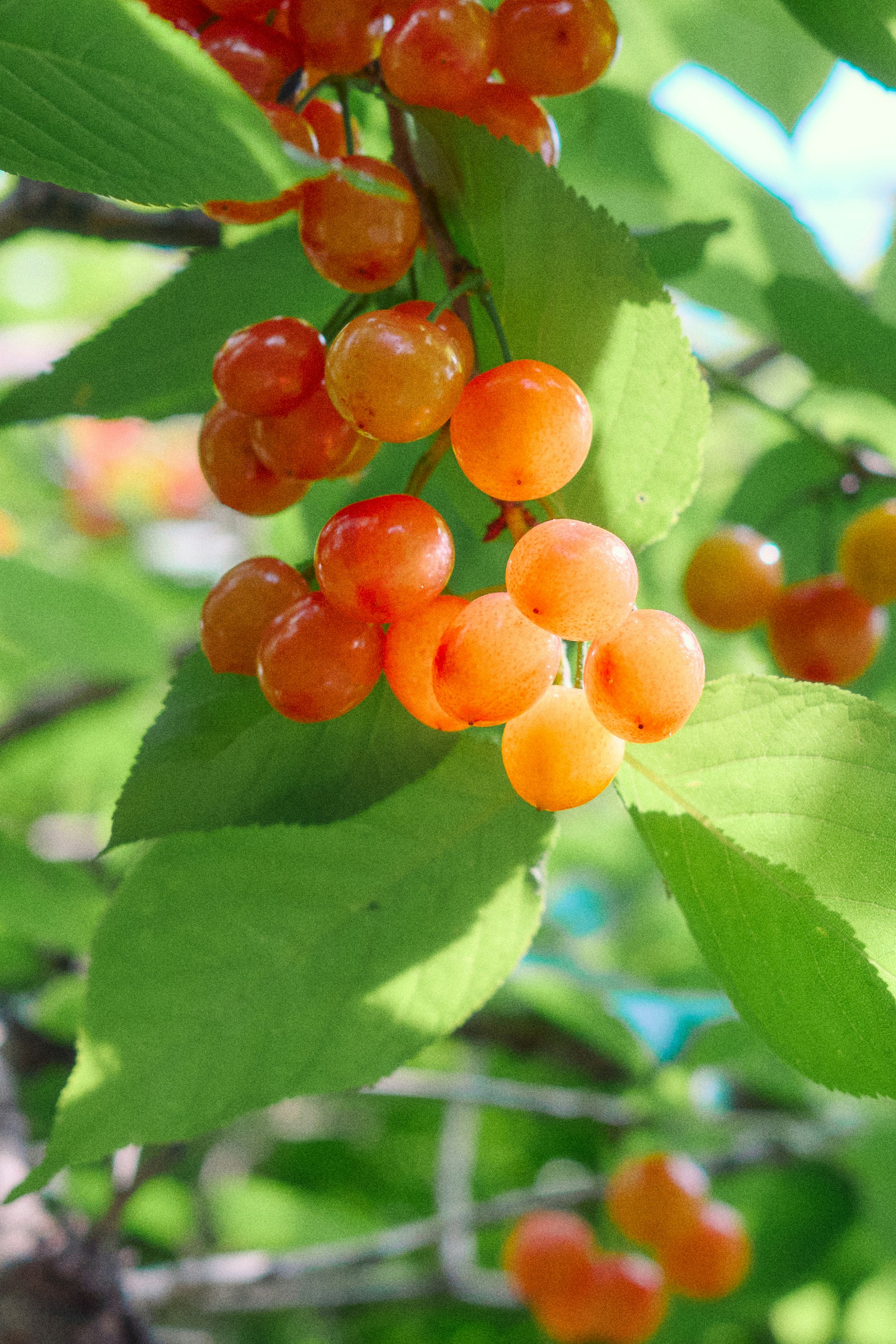 Cluster of ripe berries in vibrant sunlit greenery
