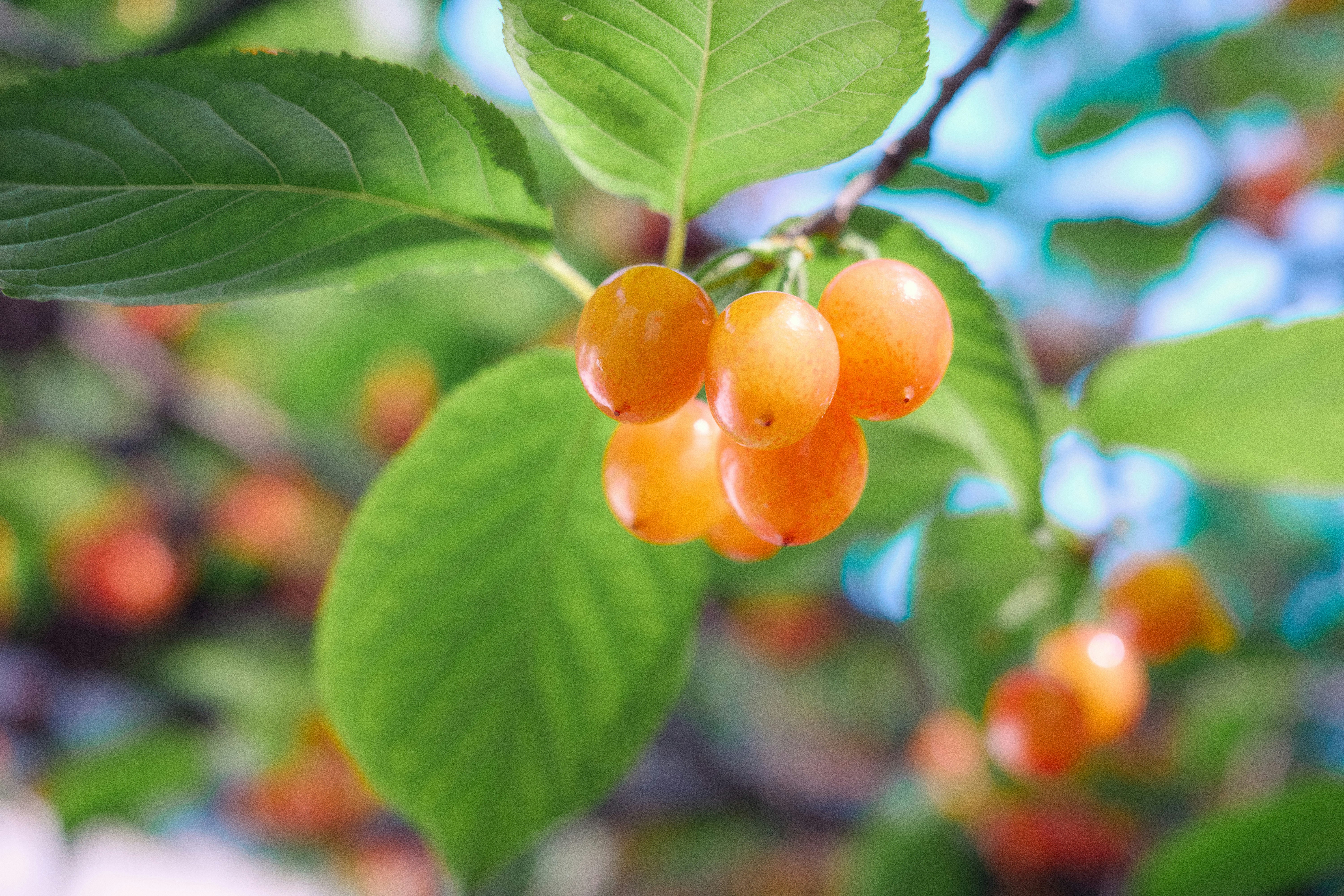 Cluster of sunlit berries: a close-up on summer fruit