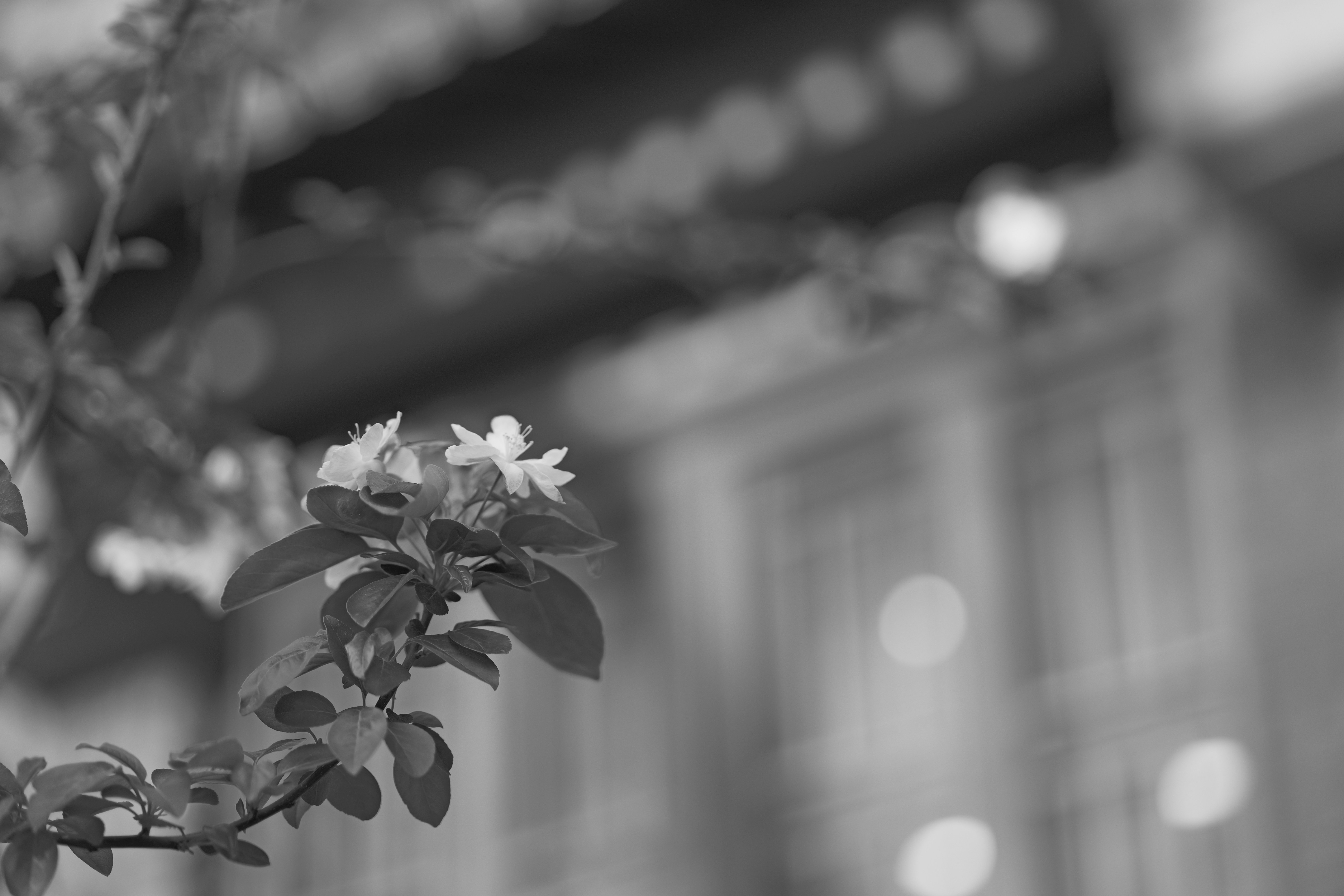 Whispering Blossoms Before a Quiet Facade