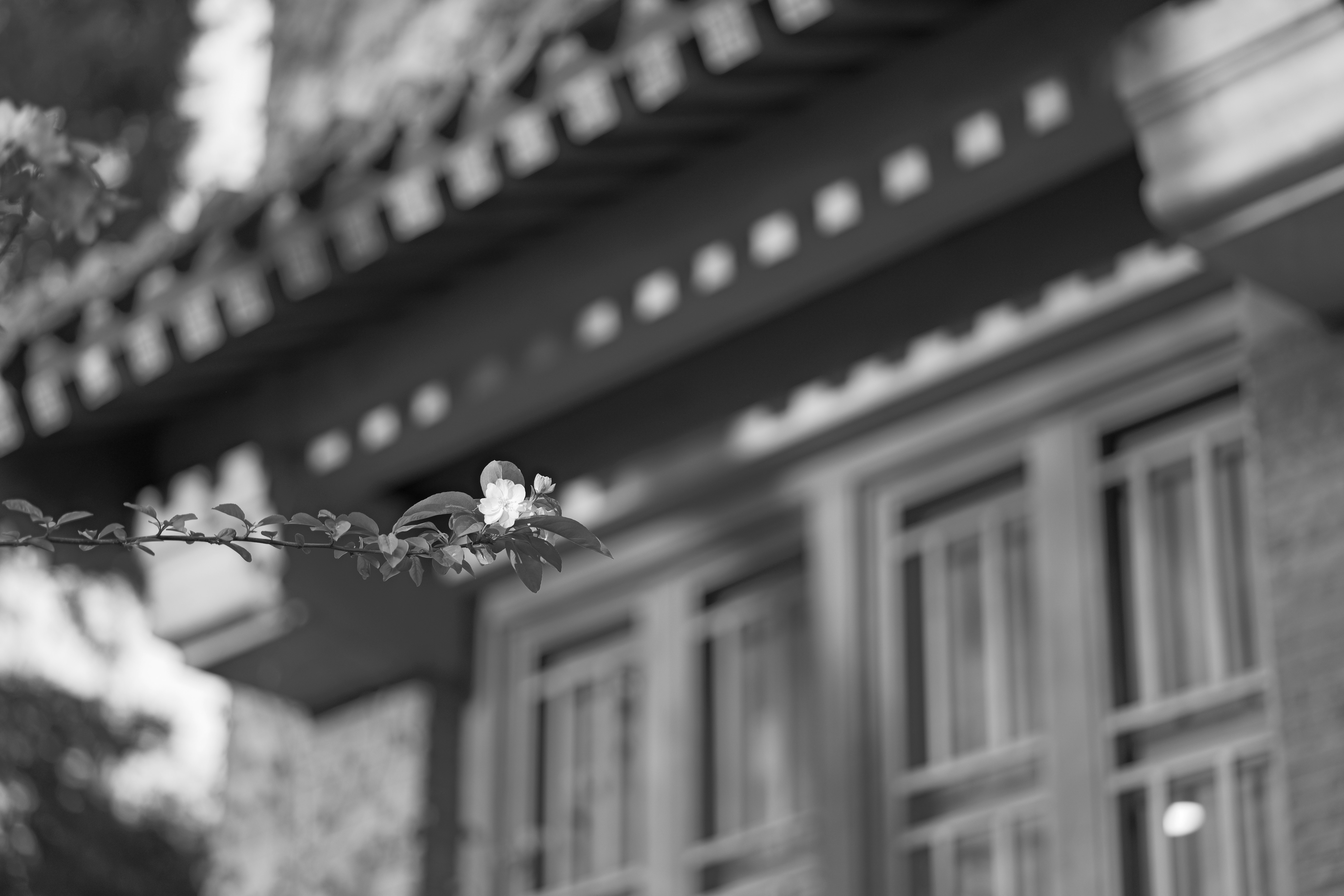 Blossom in Focus Before the Temple