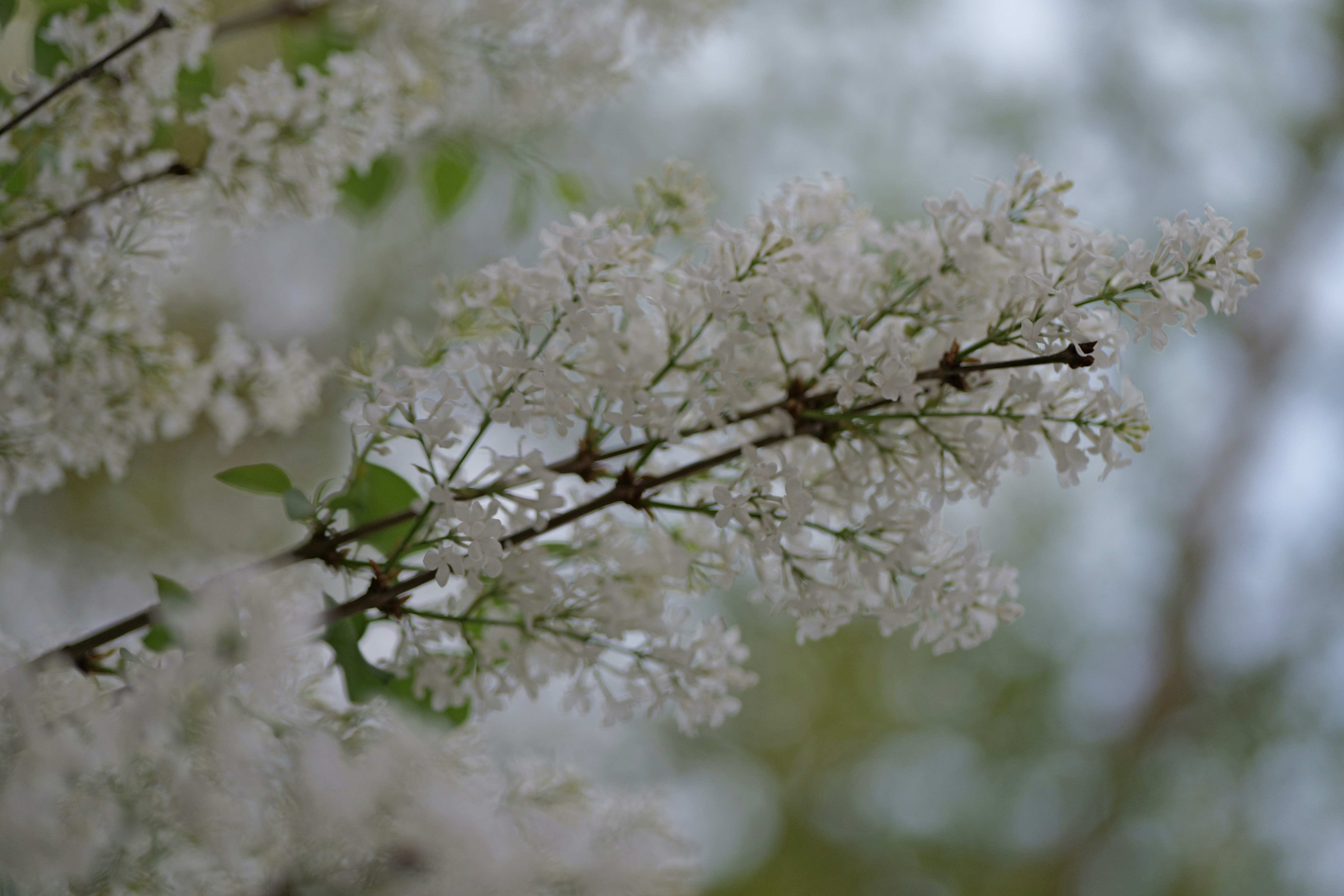 Blossoms in Soft Focus: A Quiet Spring Sweep